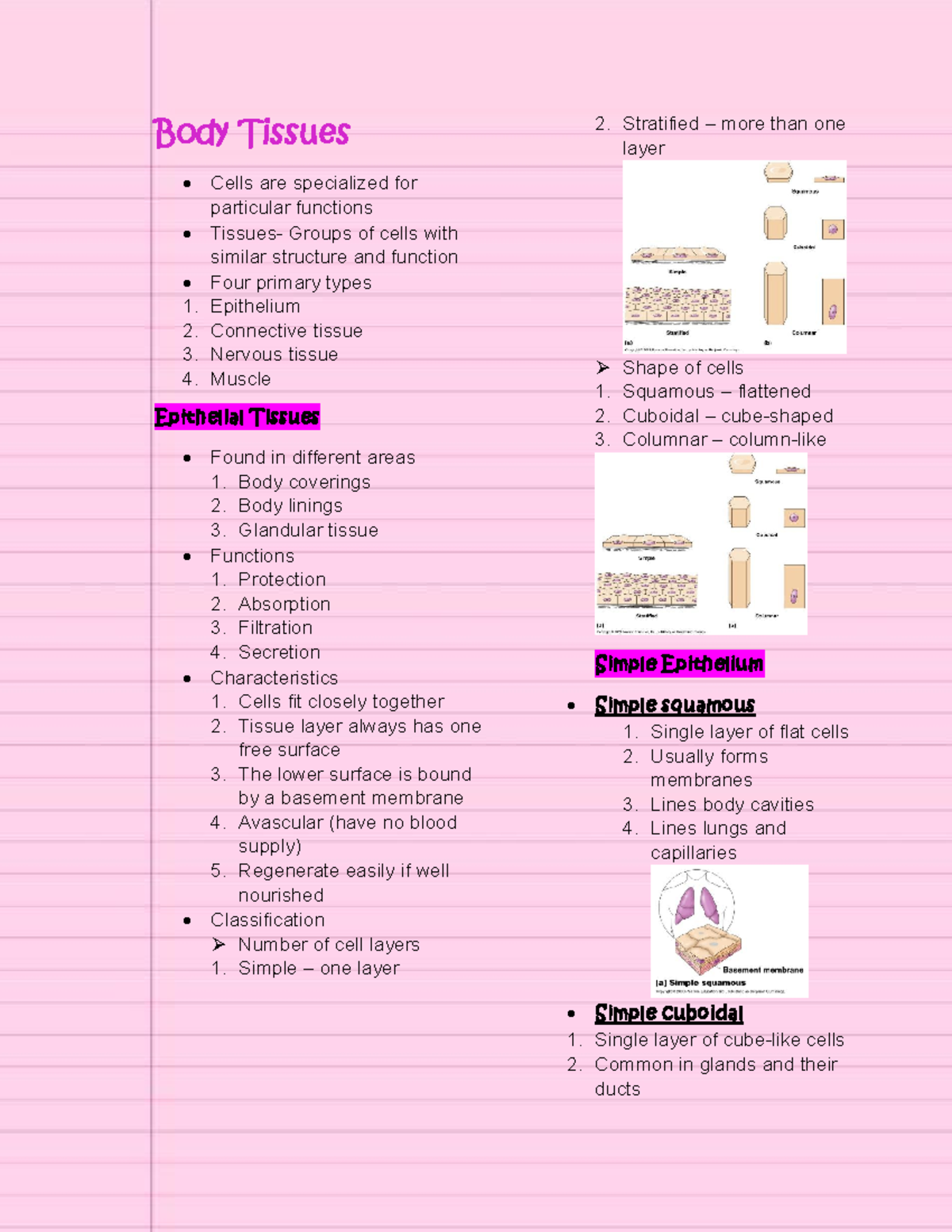 Body Tissues Anatomy and Physiologyy Study Guide - Body Tissues Cells ...
