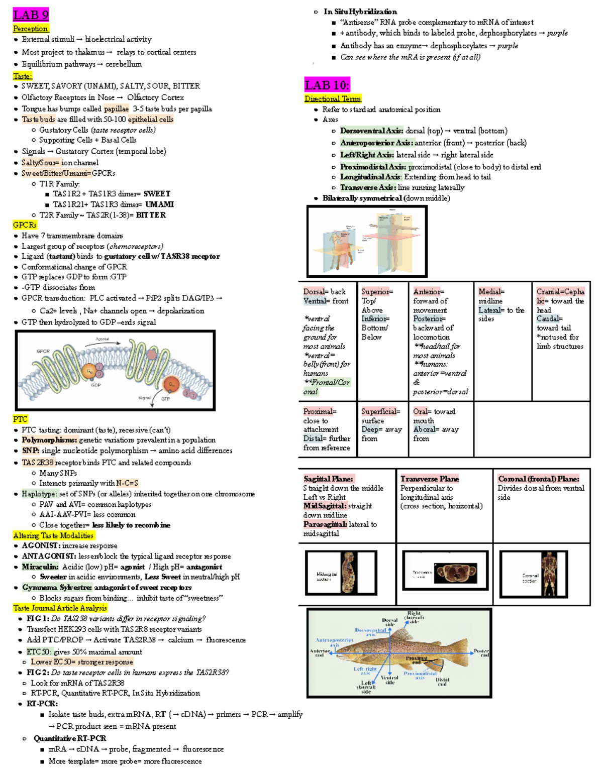Bio 1AL 9-11 - lecture notes for labs 9-11 - LAB 9 Perception External ...