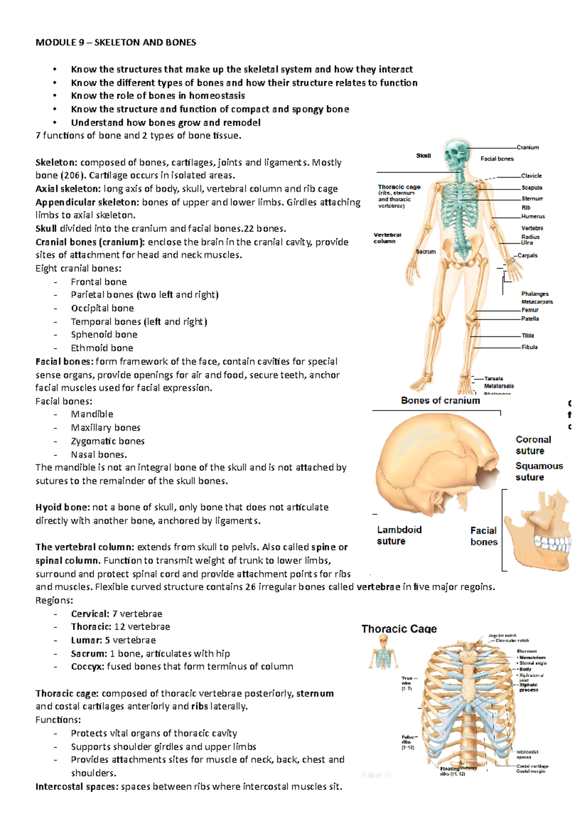 Module 9 skeleton and bones - MODULE 9 – SKELETON AND BONES **- Know ...