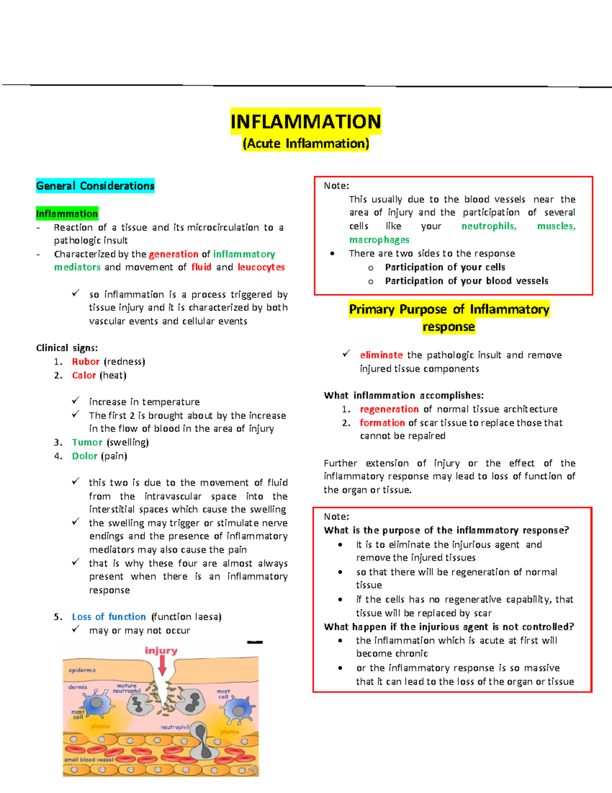 Acute Inflammation - INFLAMMATION (Acute Inflammation) General ...