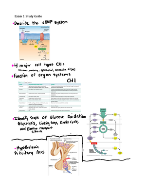 Heart Dissection Lab - traugh - Name ...