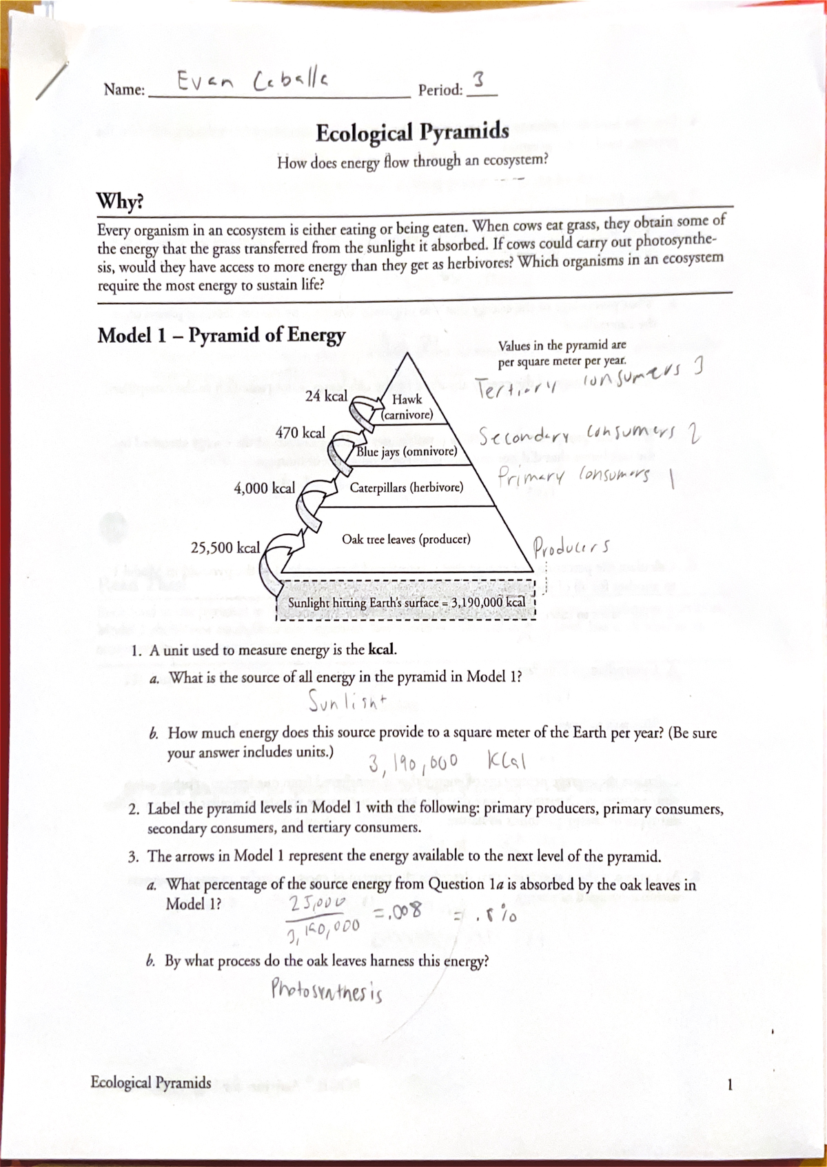 Ecological Pyramid Packet (Apr 24, 2024 at 8:53 PM) - Studocu