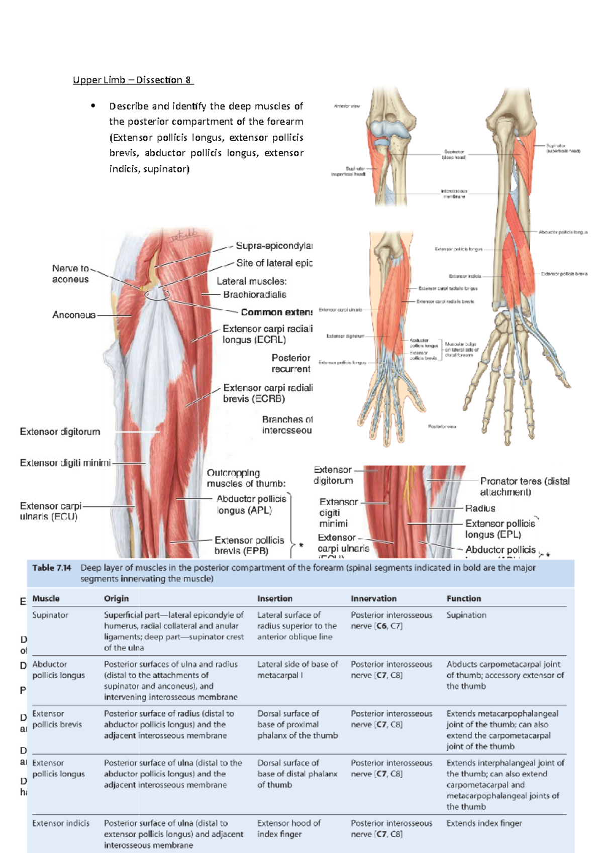 Upper Limb dissection 8 - Upper Limb – Dissection 8 Describe and ...