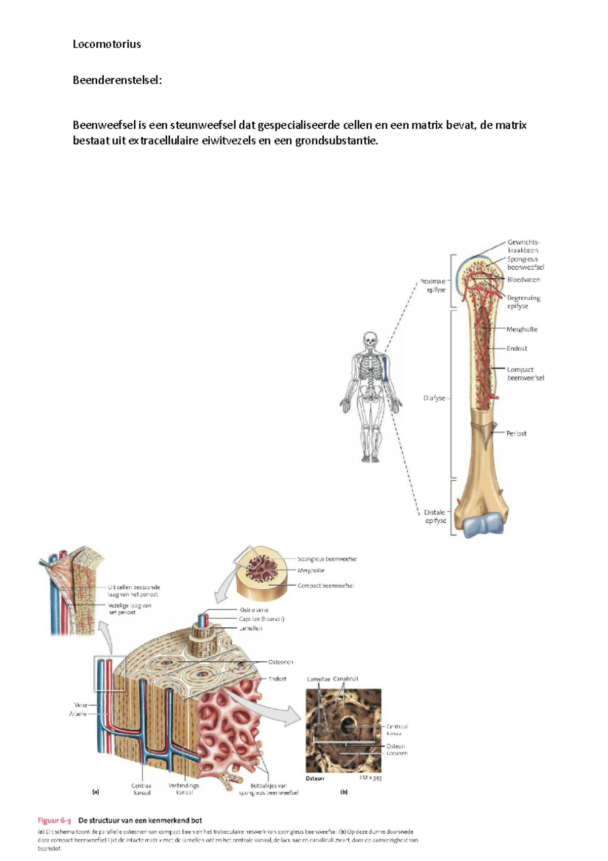 Beenderenstelsel - Samenvatting Anatomie en Fysiologie: een inleiding ...