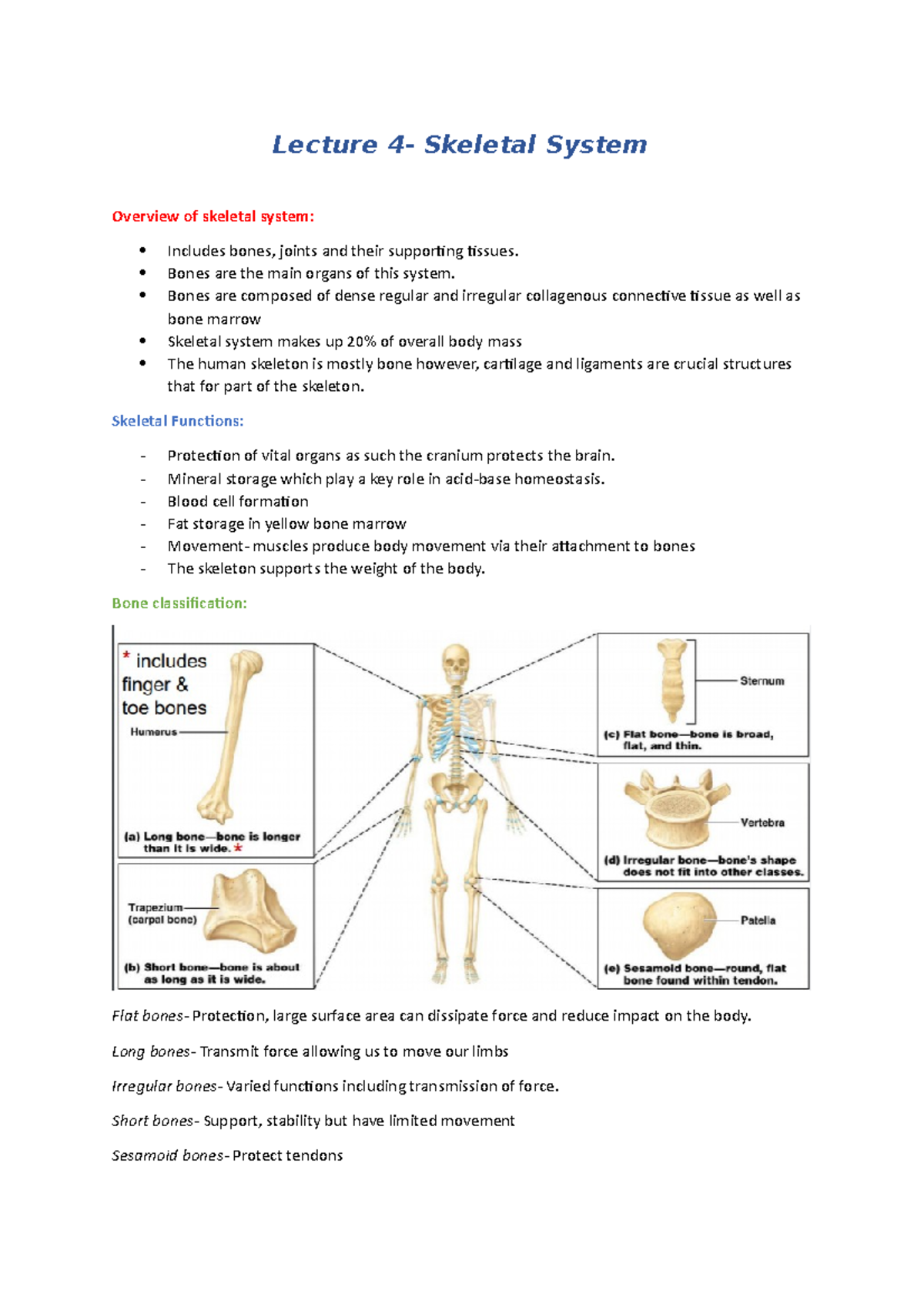 Lecture 4 - Lecture 4- Skeletal System Overview of skeletal system ...