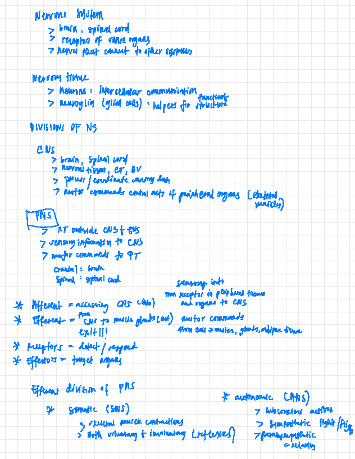 Lec - anatomy - Nervous system > brain , spinal cord > reception of ...