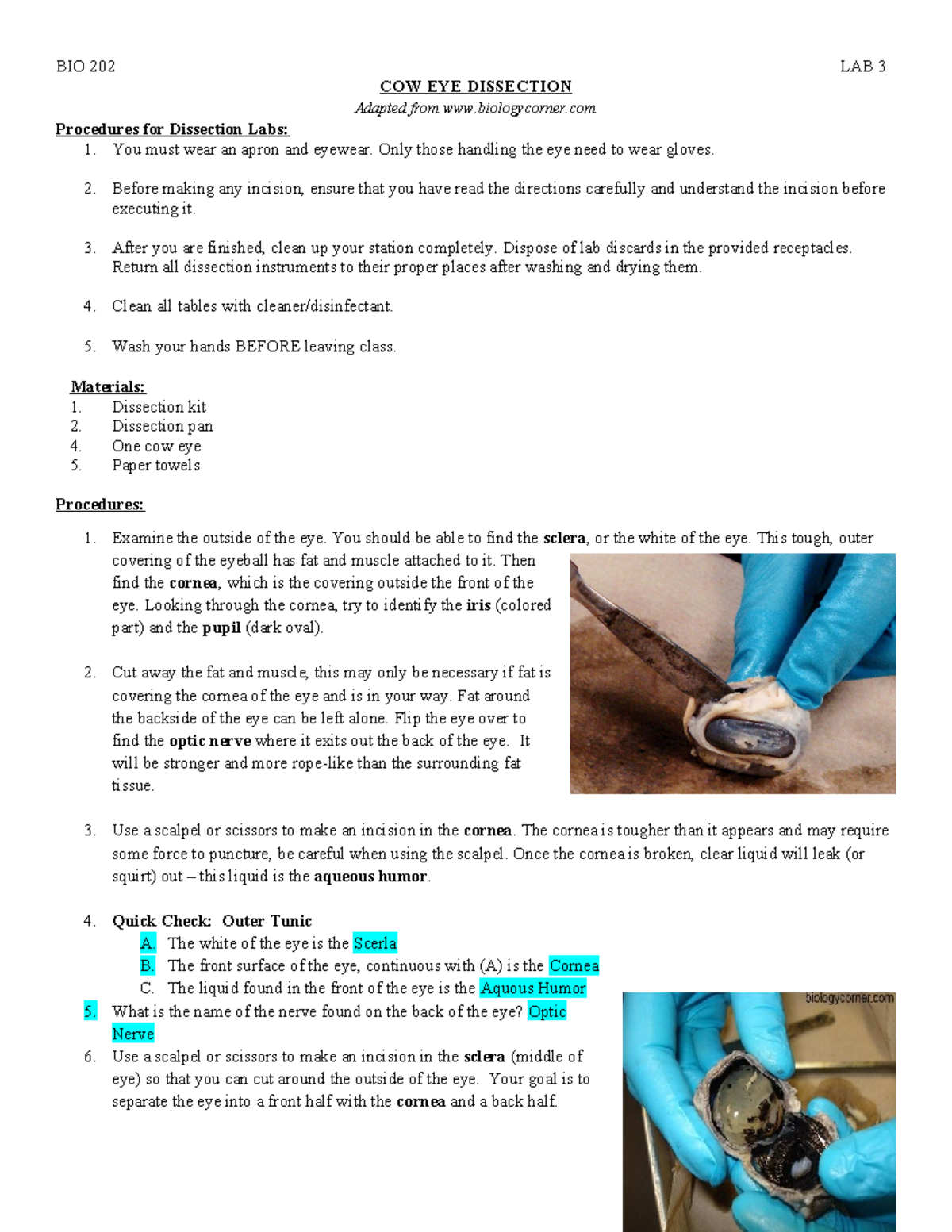 Lab 3 Cow Eye Dissection - COW EYE DISSECTION Adapted from ...