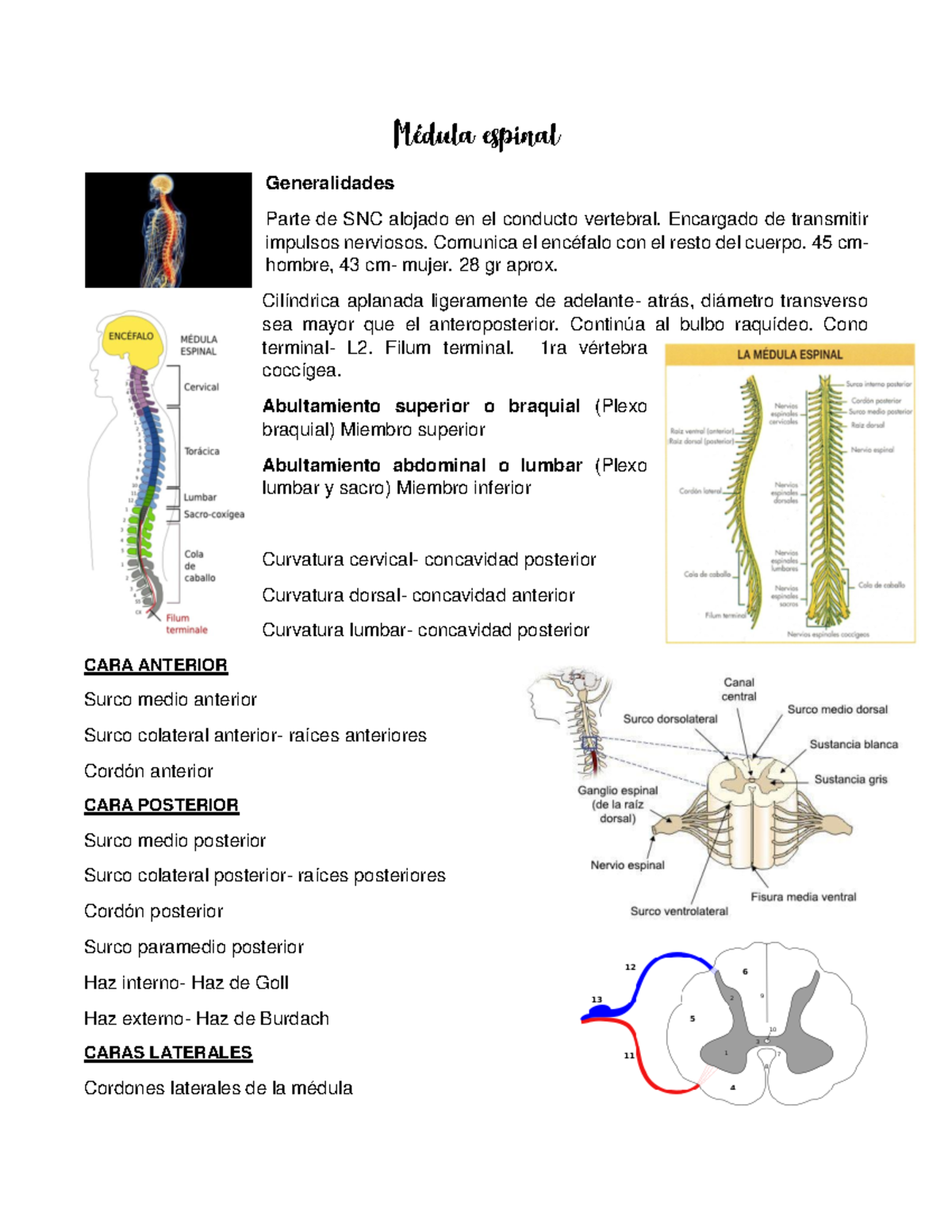 Médula espinal - Warning: TT: undefined function: 32 Médula espinal Generalidades Parte de SNC ...