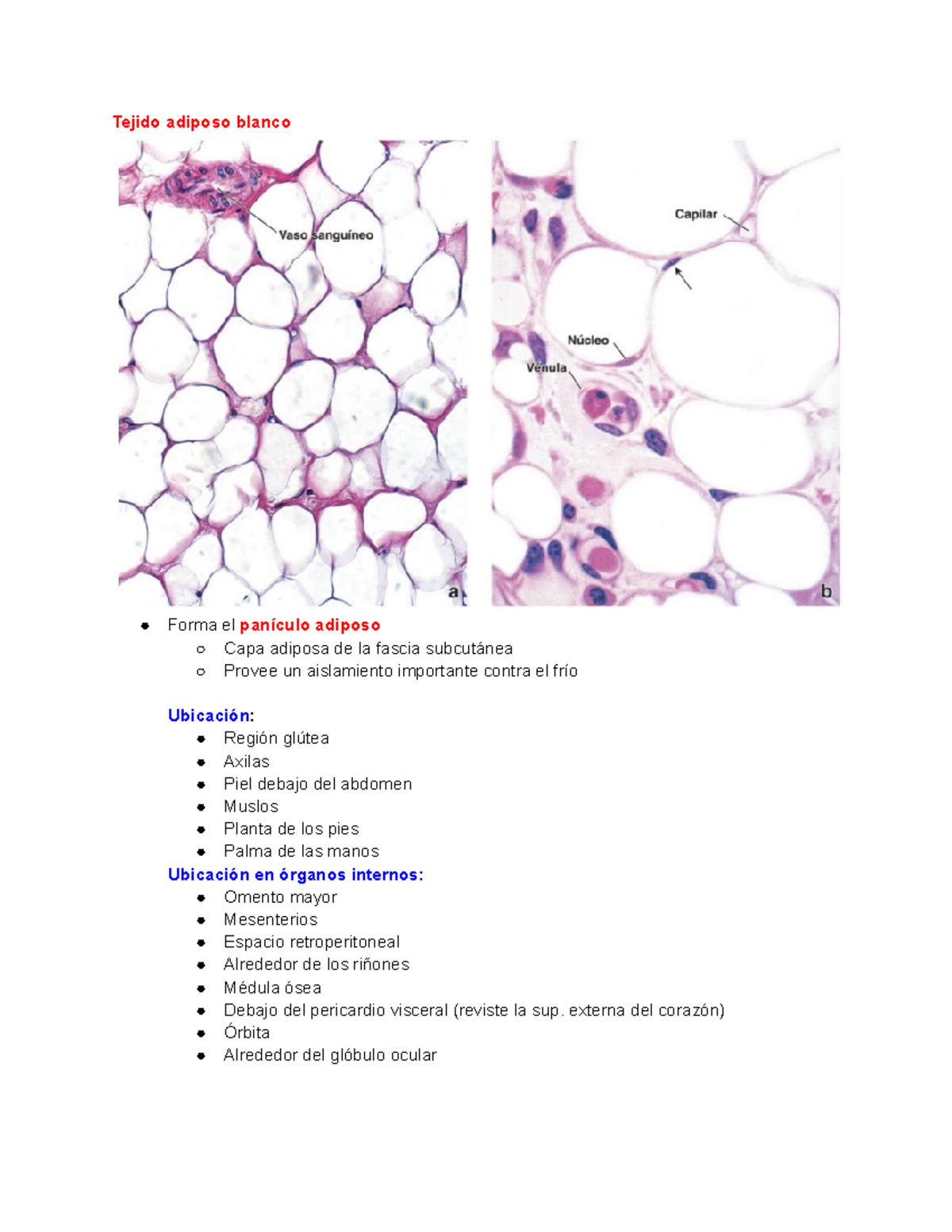 Tejido adiposo blanco - externa del corazón) Órbita Alrededor del ...