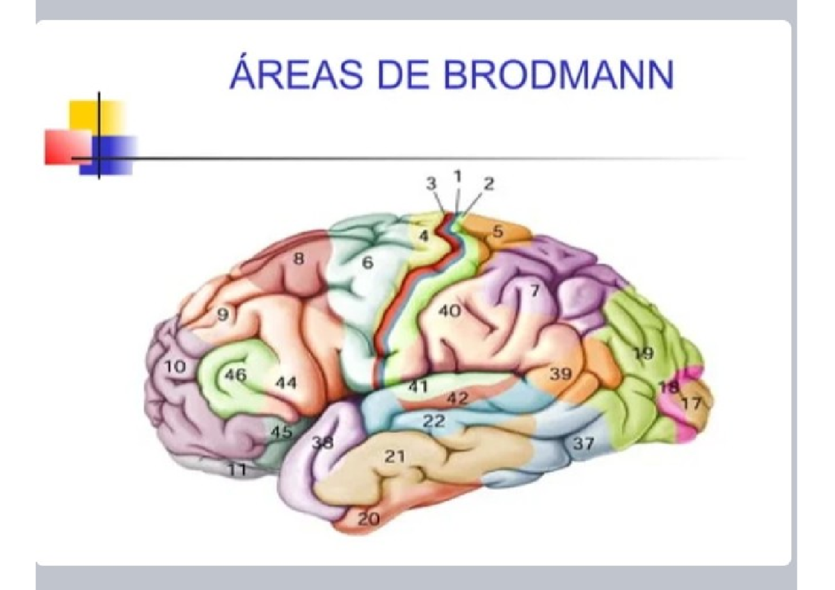 Areas de Brodman - Anatomia - Studocu