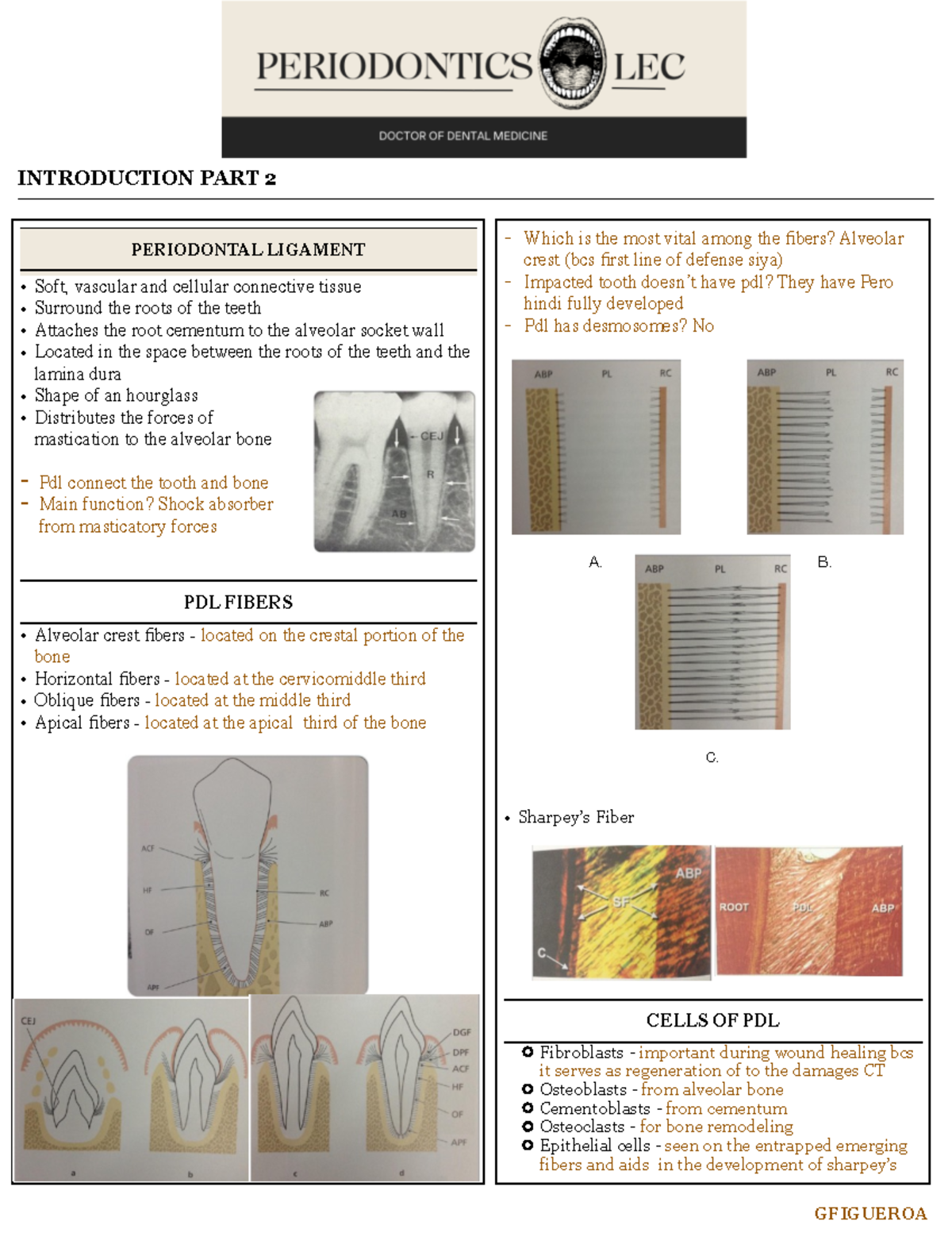 Perio lec - Reviewer - INTRODUCTION PART 2 PERIODONTAL LIGAMENT • Soft, vascular and cellular ...