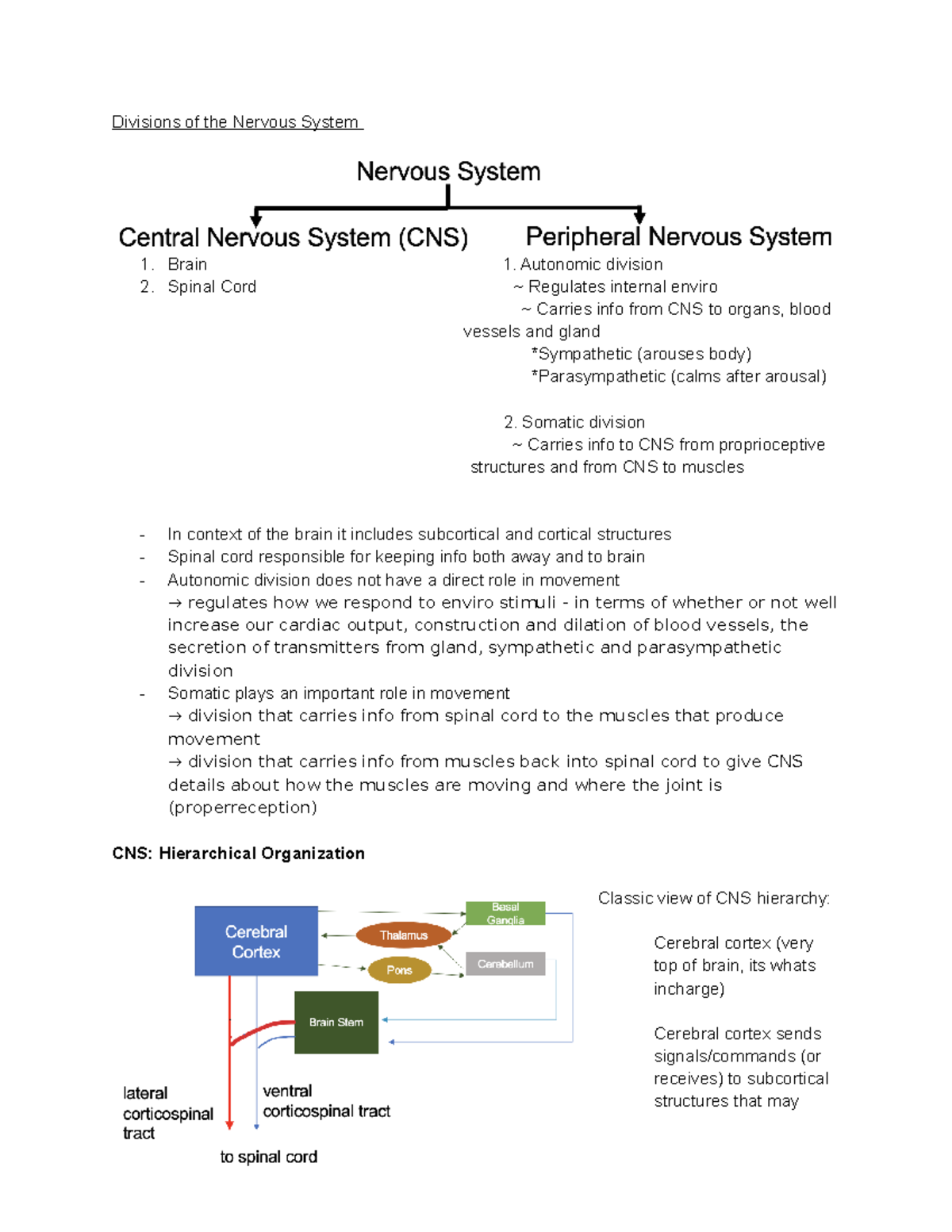 Kin 1080 - W1 - Lecture 3 - Central Nervous System - Divisions of the ...