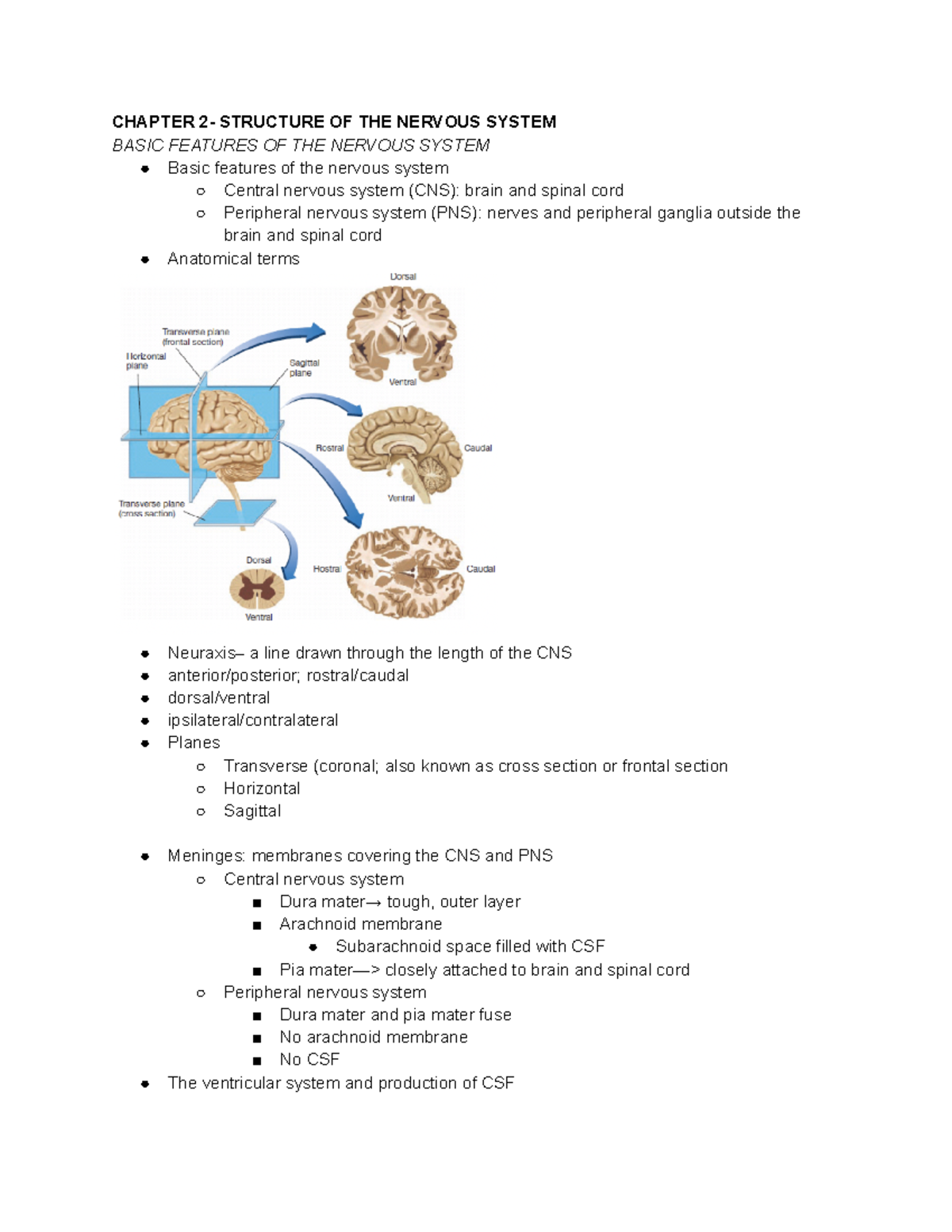 BBB Chapter 2 Notes Part 1 - CHAPTER 2- STRUCTURE OF THE NERVOUS SYSTEM ...