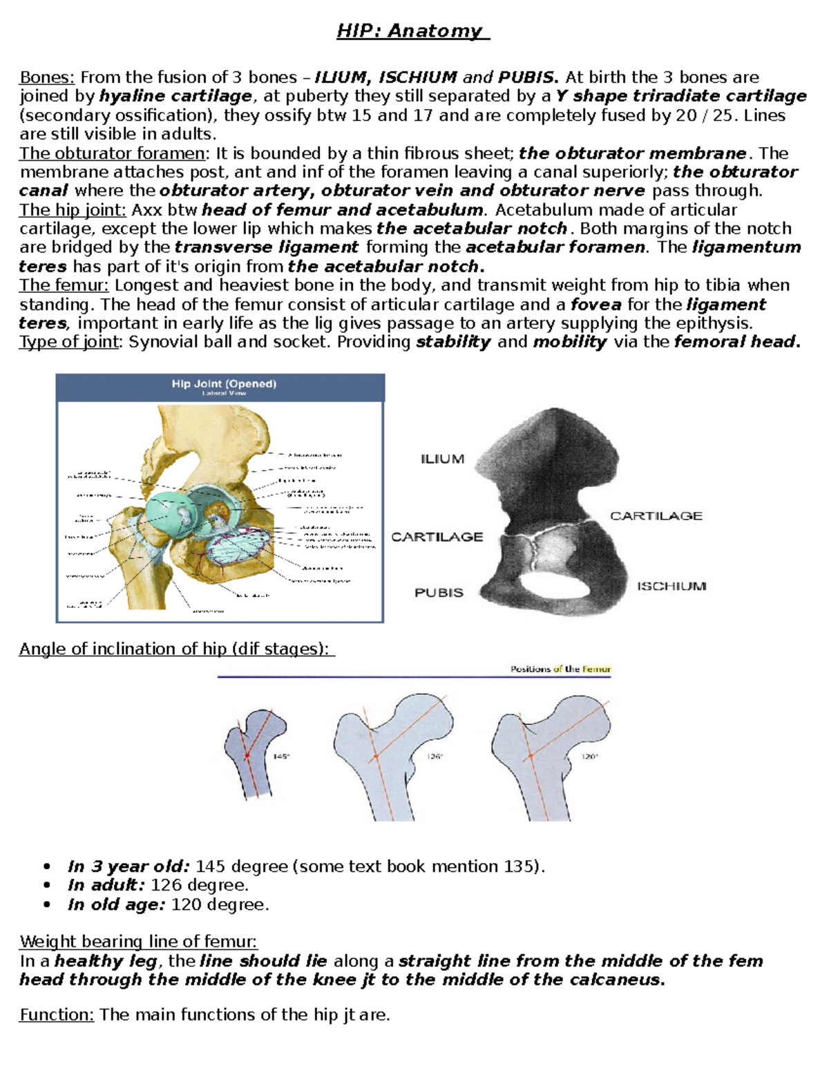 hip-anatomy and physiology - HIP: Anatomy Bones: From the fusion of 3 ...