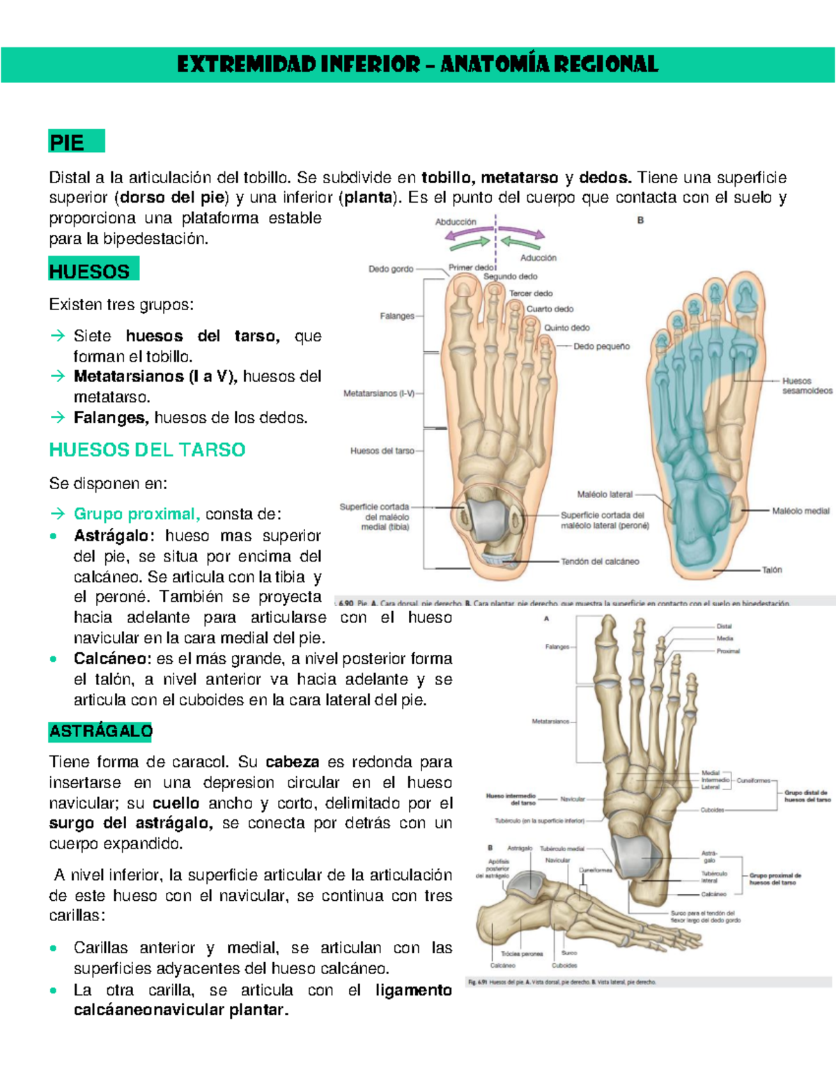 Pie - anatomia del pie - Extremidad inferior – anatomía regional PIE ...