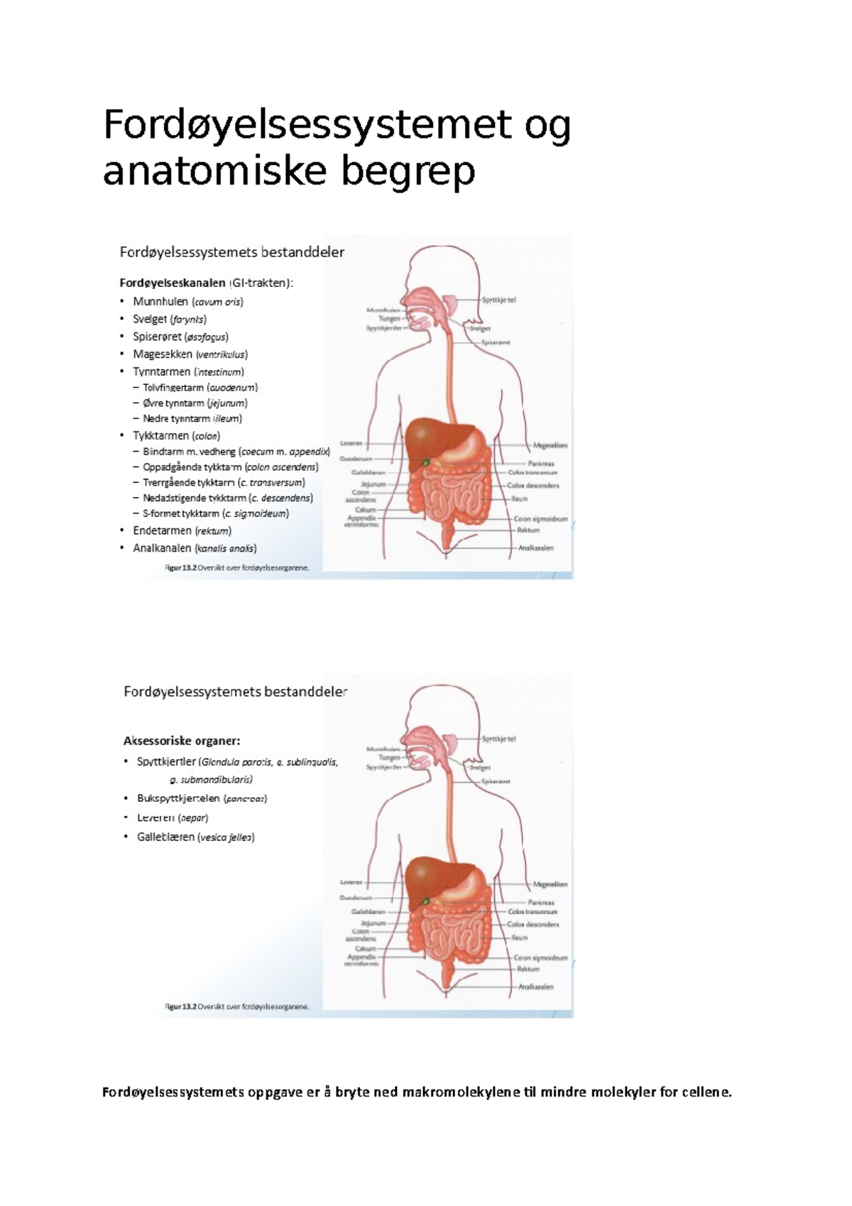 Fordøyelsessystemet og anatomiske begreper - Fordøyelsessystemet og ...