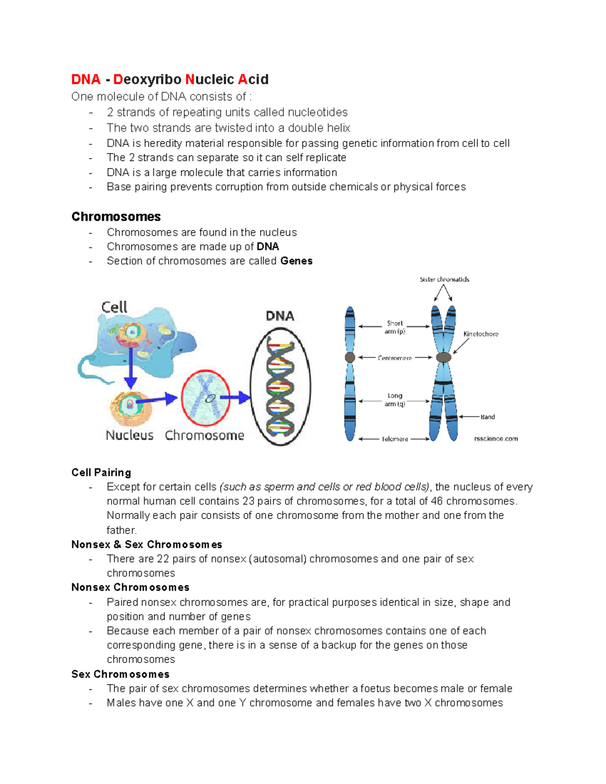 Genetics Yr10 - DNA - Deoxyribo Nucleic Acid One molecule of DNA ...