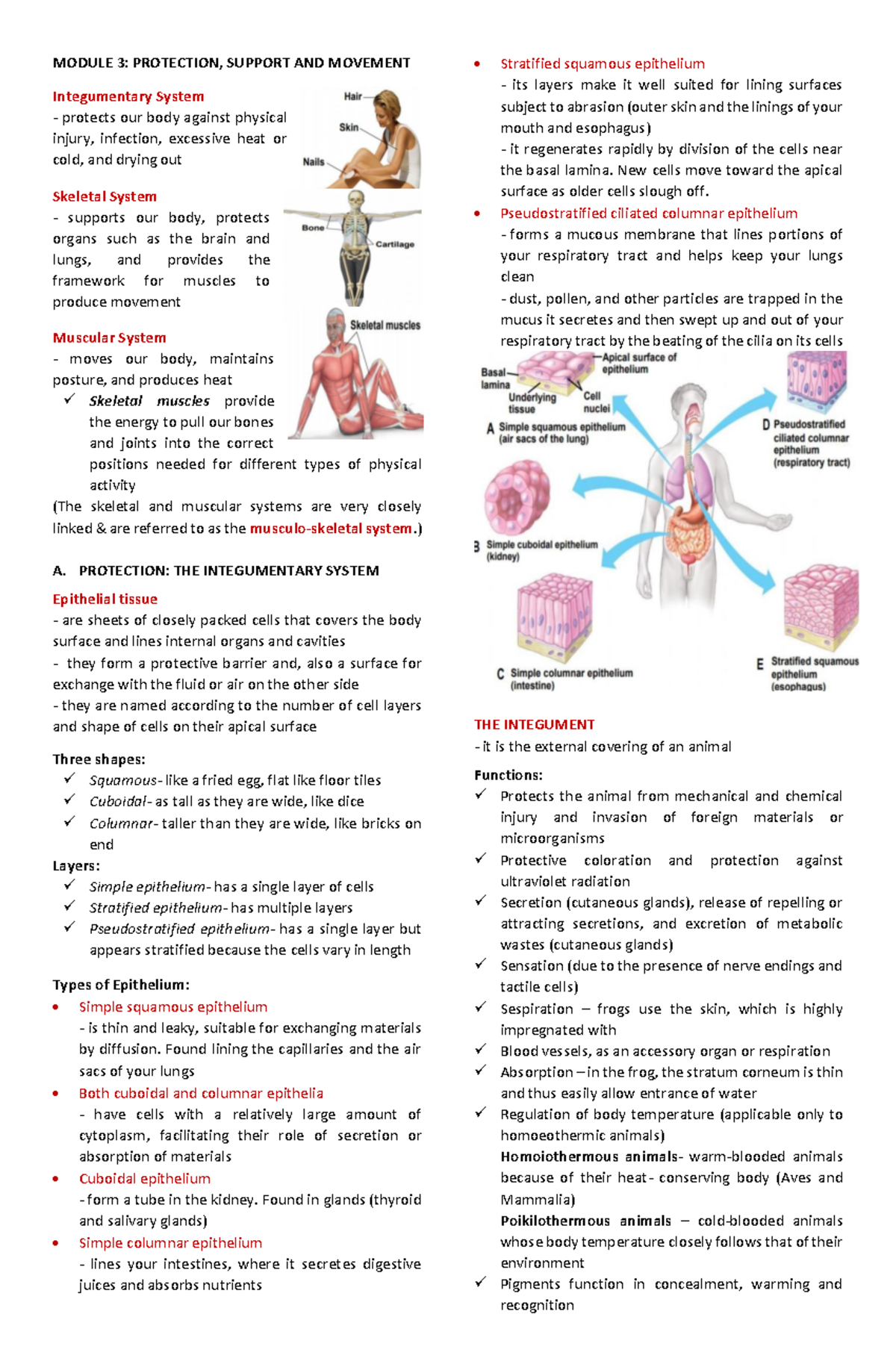 Anatomy and Physiology (Outline) - MODULE 3: PROTECTION, SUPPORT AND ...
