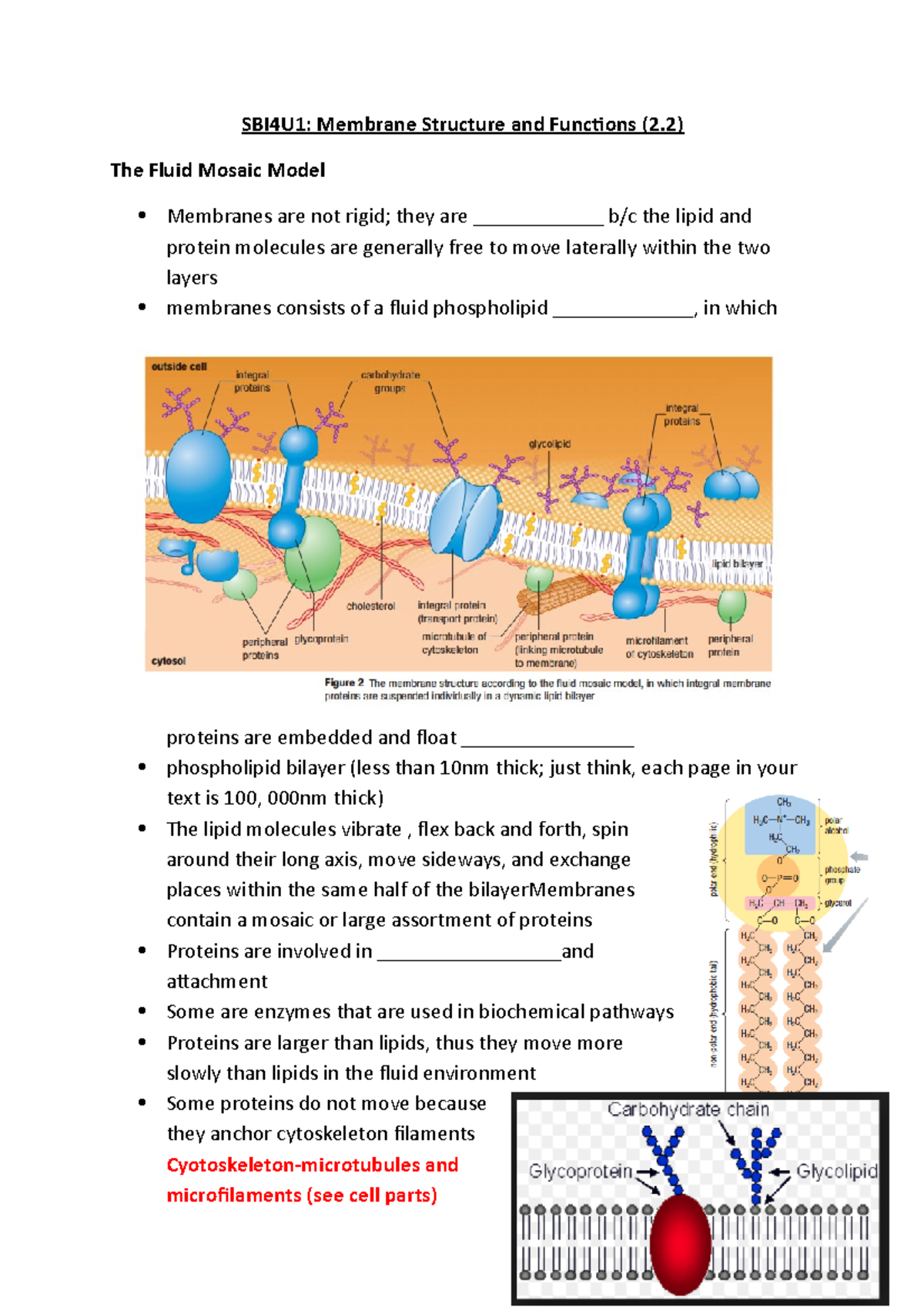 20 2.2 Membrane structure and functions Student COPY - SBI4U1: Membrane ...