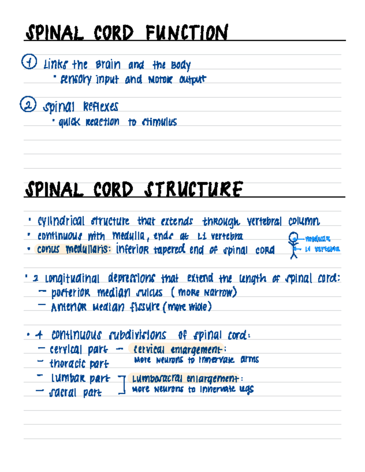 Ch 14 spinal cord - HSCI 102 / Dr. Michael Kirifides / textbook notes ...