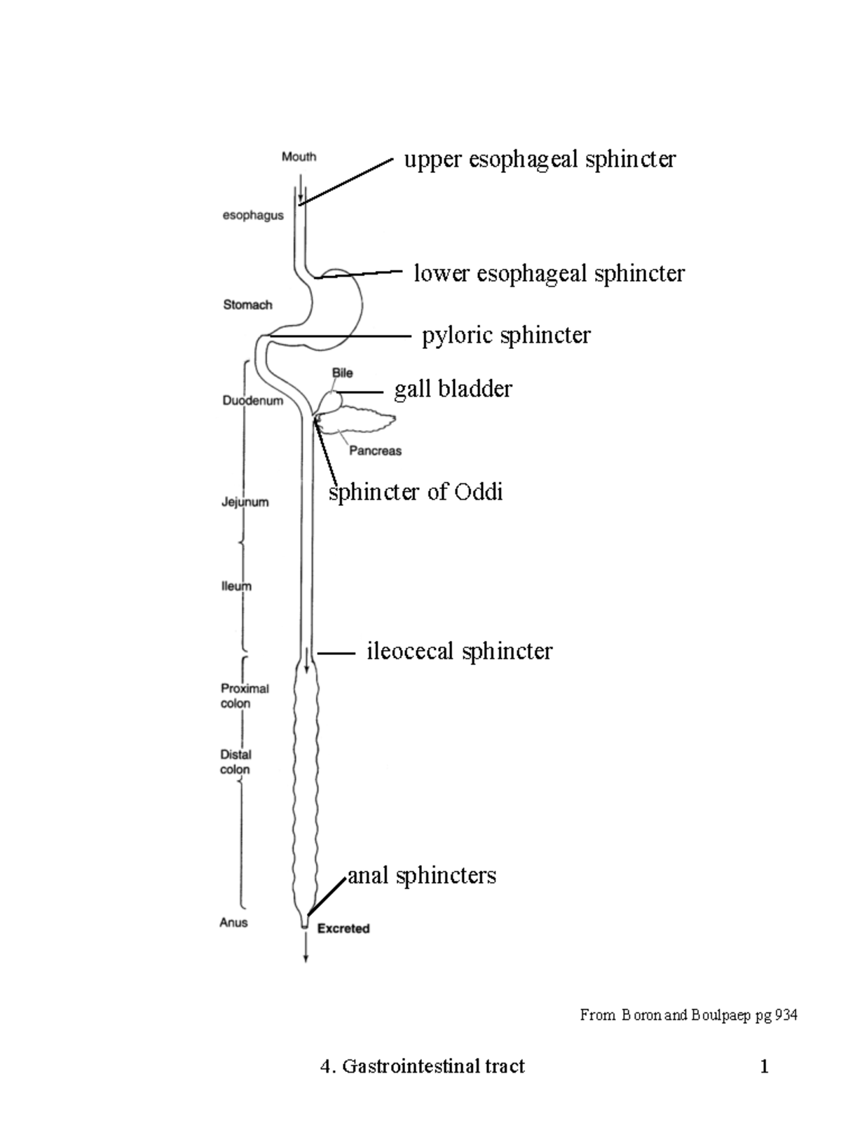 4. GIT - Digestion blank pages included - From Boron and Boulpaep pg 934 upper esophageal ...