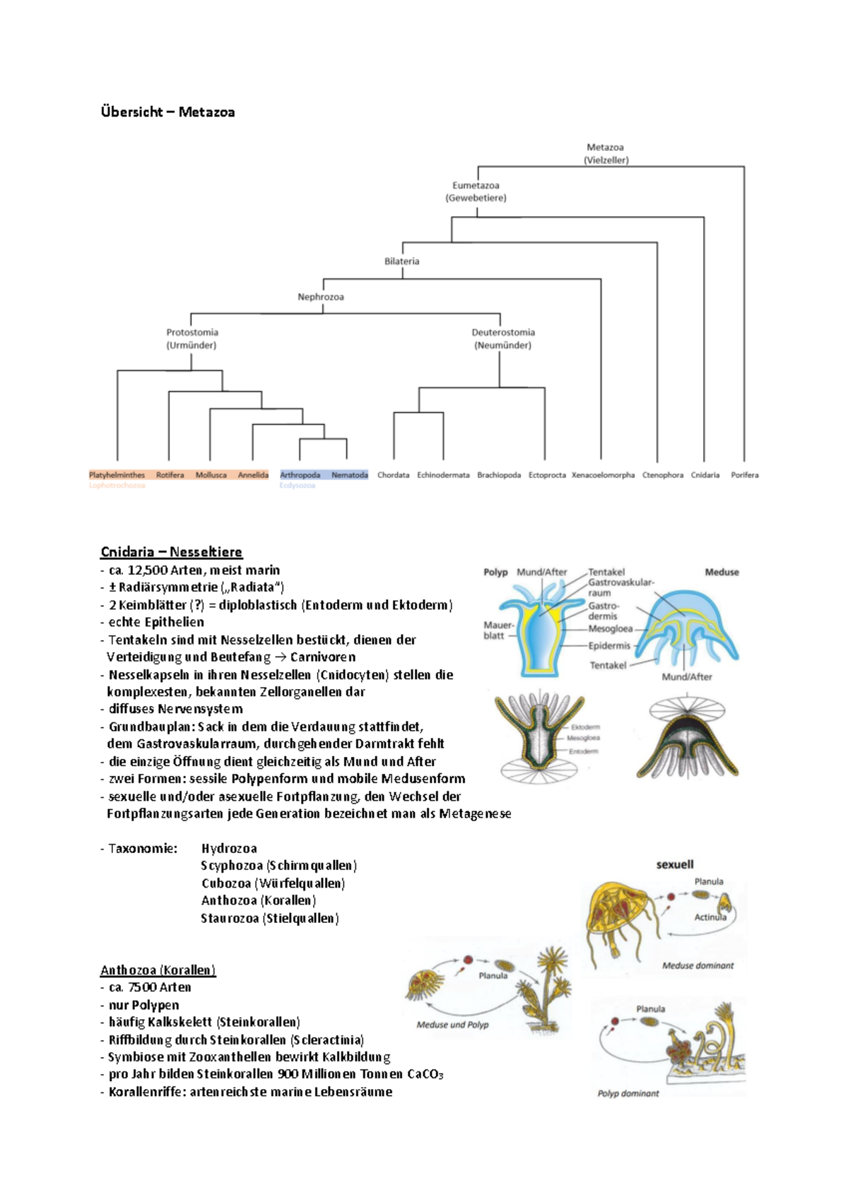 Übersicht Metazoa - Allgemeine Botanik/Zoologie - Uni Potsdam - Studocu