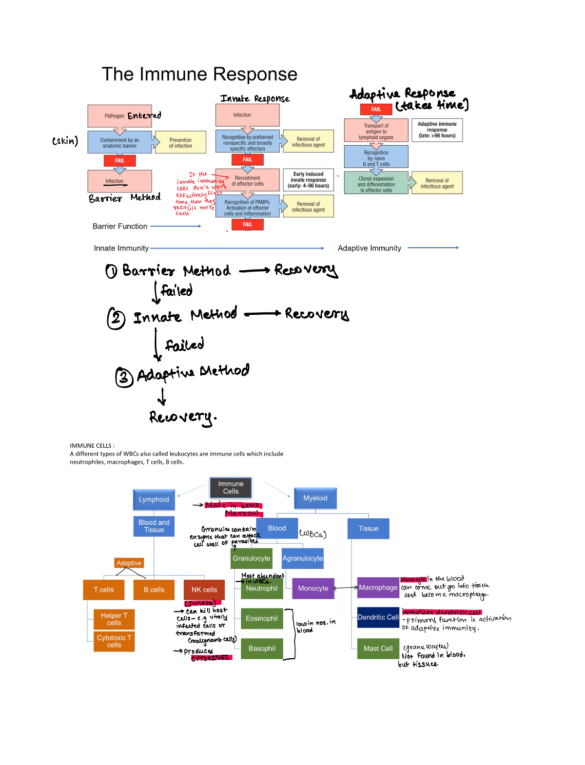 immunology handwritten notes - UM1010 - Studocu