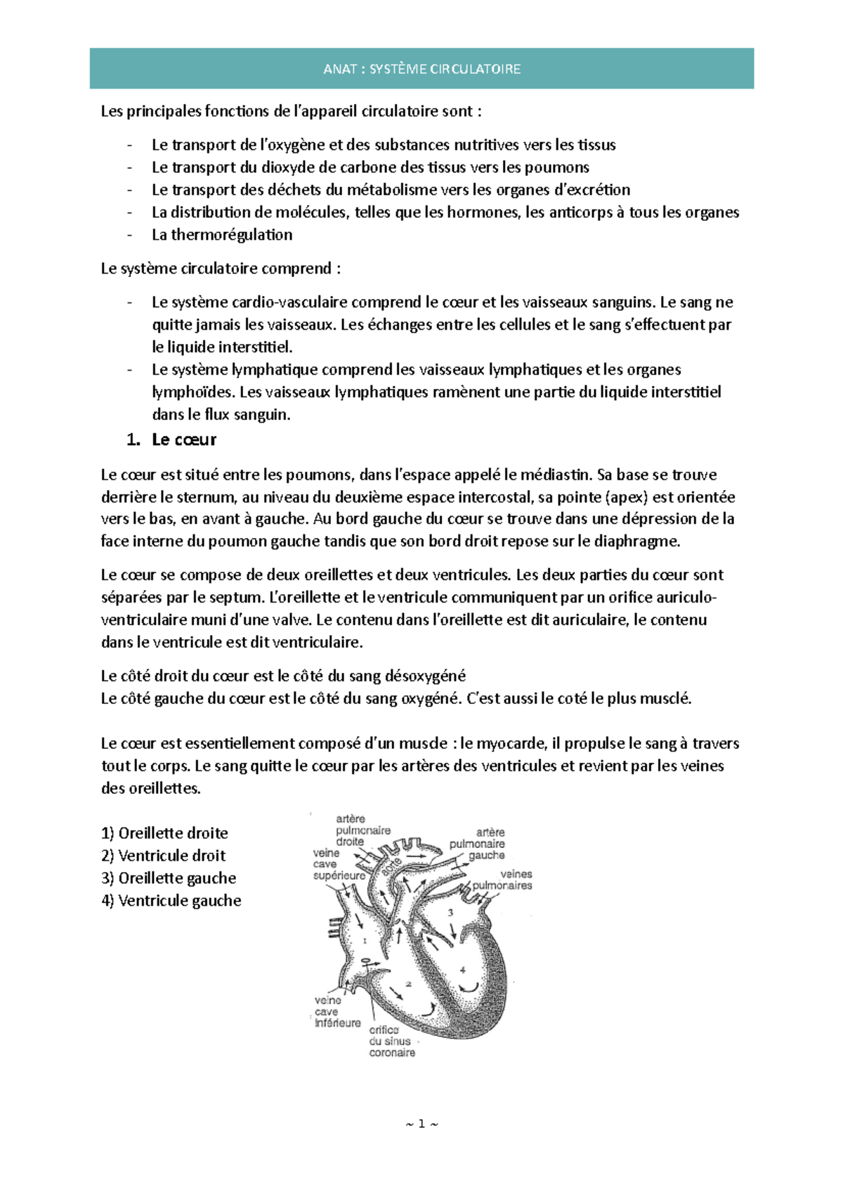 3) Système circulatoire - Les principales fonctions de l’appareil ...