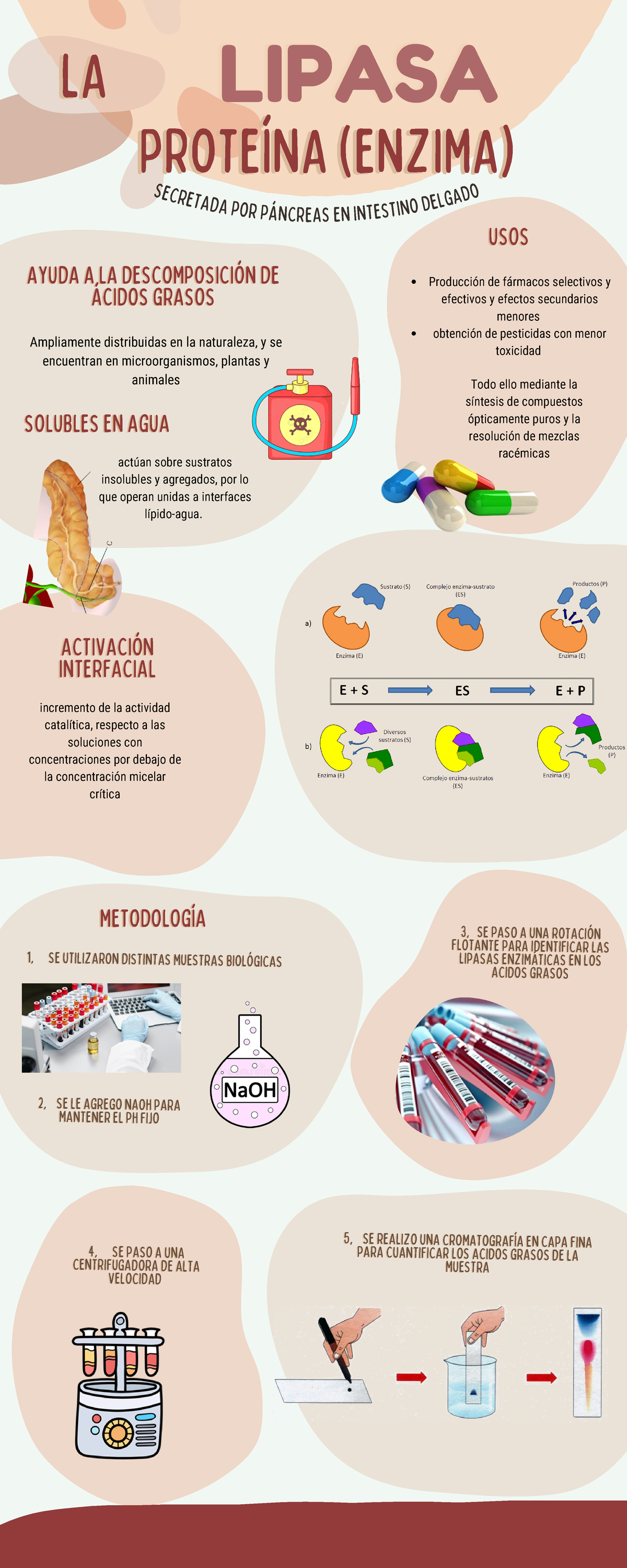 Equipo 4 lipasa infografia - PROTEÍNA (ENZIMA)PROTEÍNA (ENZIMA ...