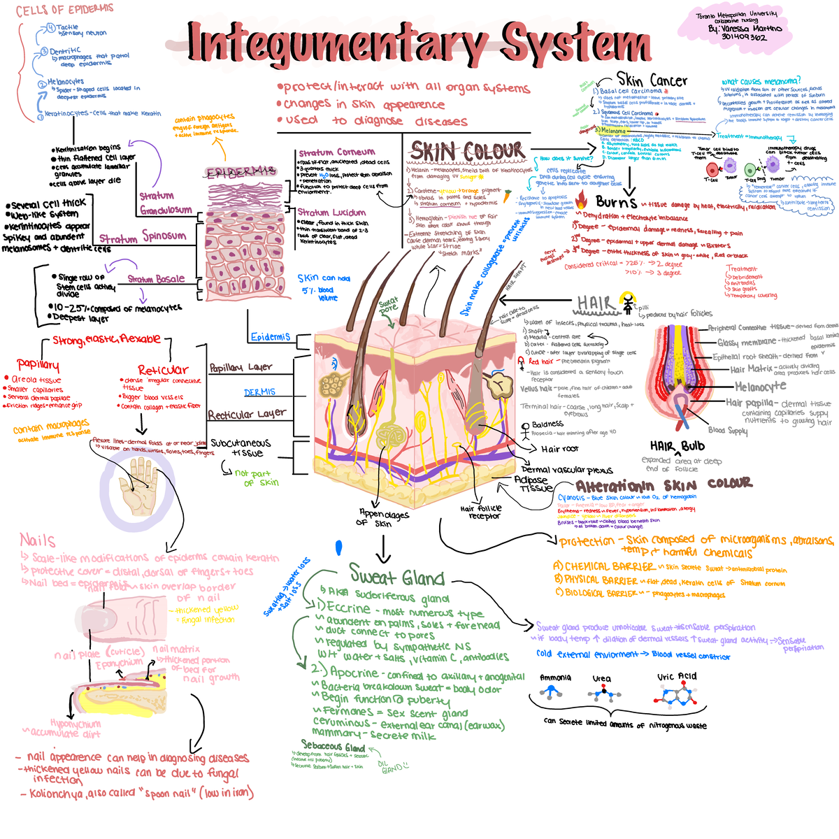 Vanessa Martino - mind map on integumentary system - BLG10A/B - Integumentary ...