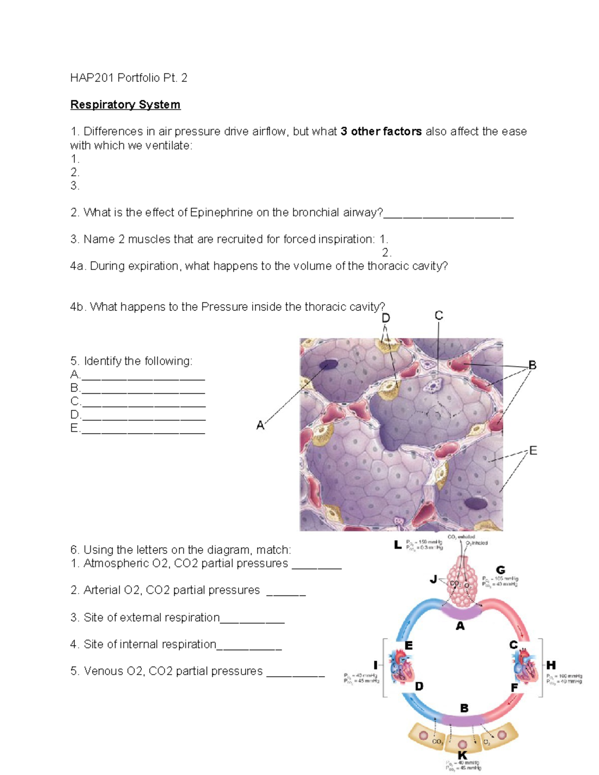 Portfolio Pt2 - 2 Respiratory System Differences in air pressure drive ...