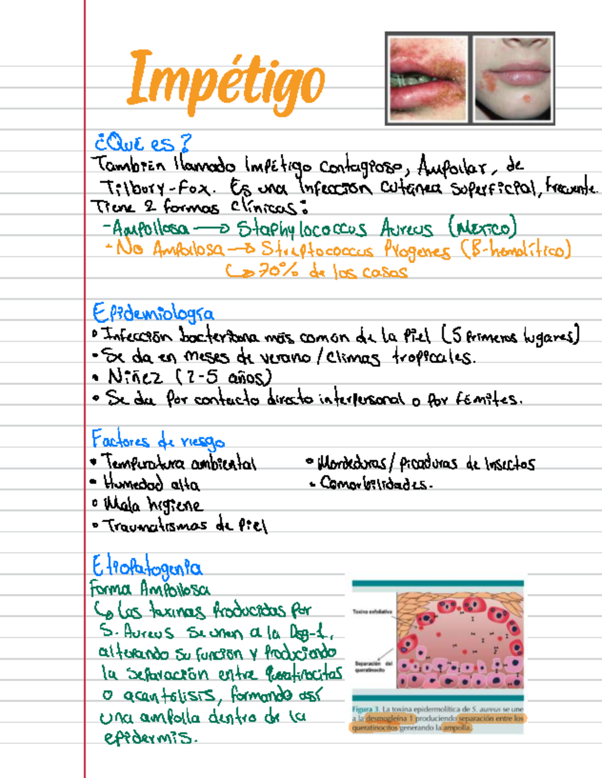 Impétigo - Resumen Dermatología - Impétigo ¿Qué es? También llamado ...