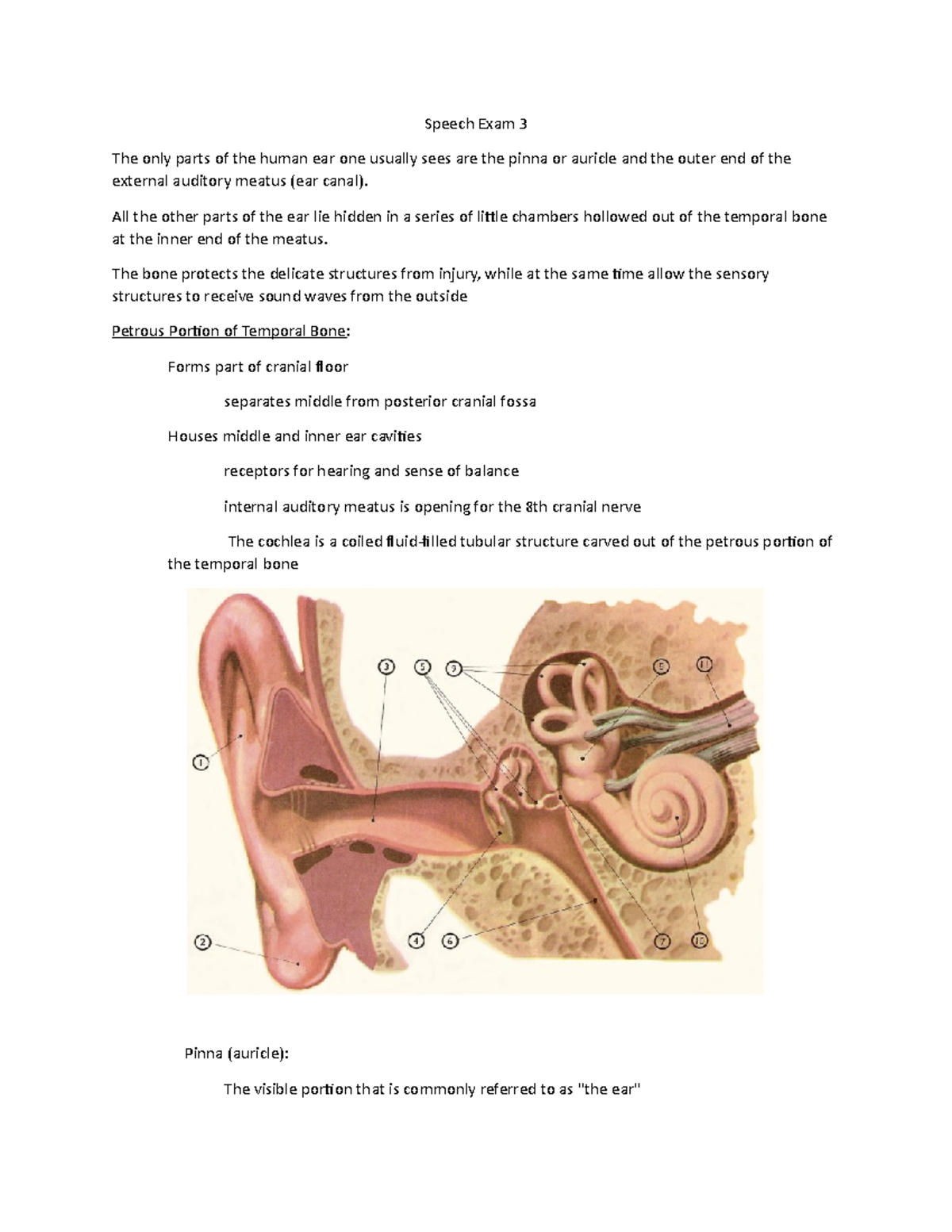 Lecture notes, lecture exam 3 notes - Speech Exam 3 The only parts of ...