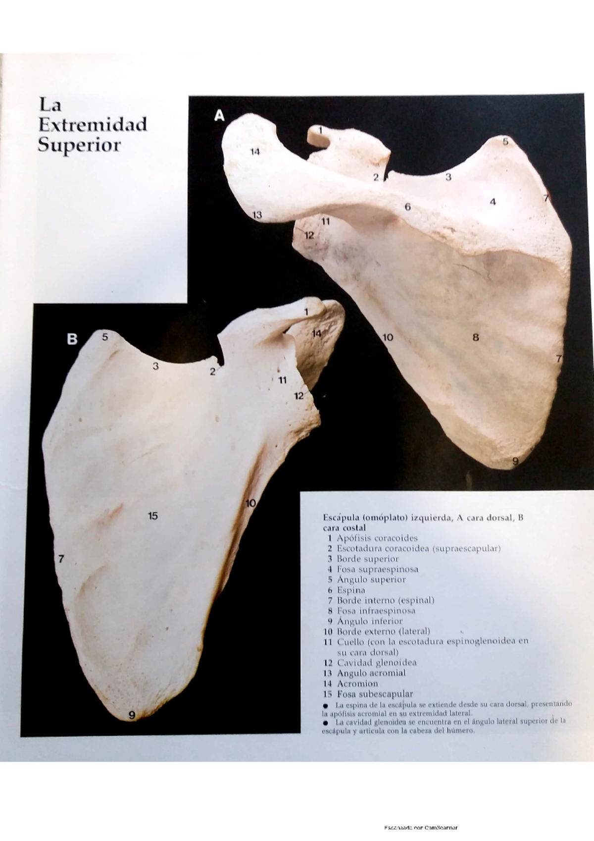 Cintura escapular y miembro superior - Anatomia - Studocu