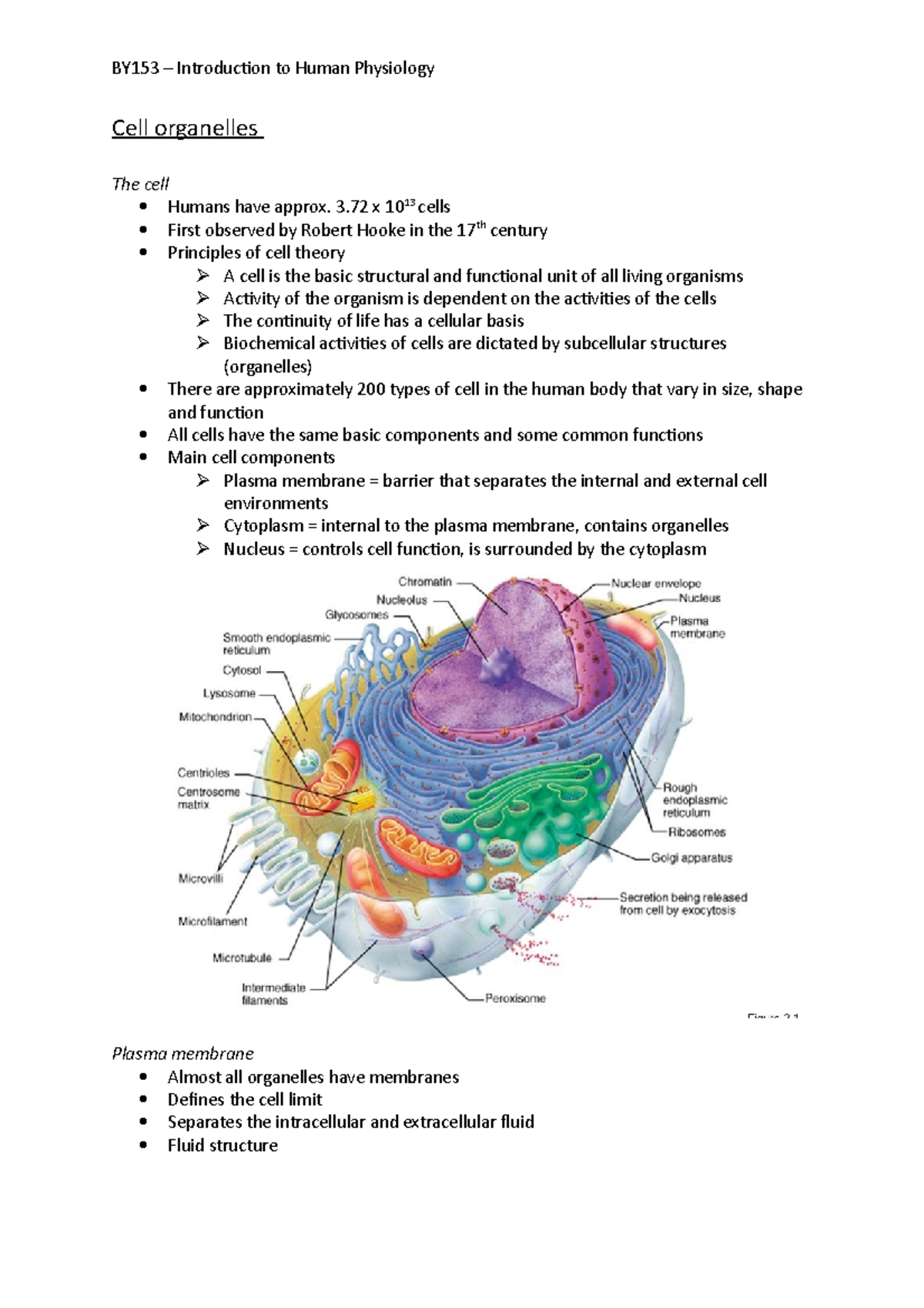 Cell organelles - BY153 – Introduction to Human Physiology Cell ...