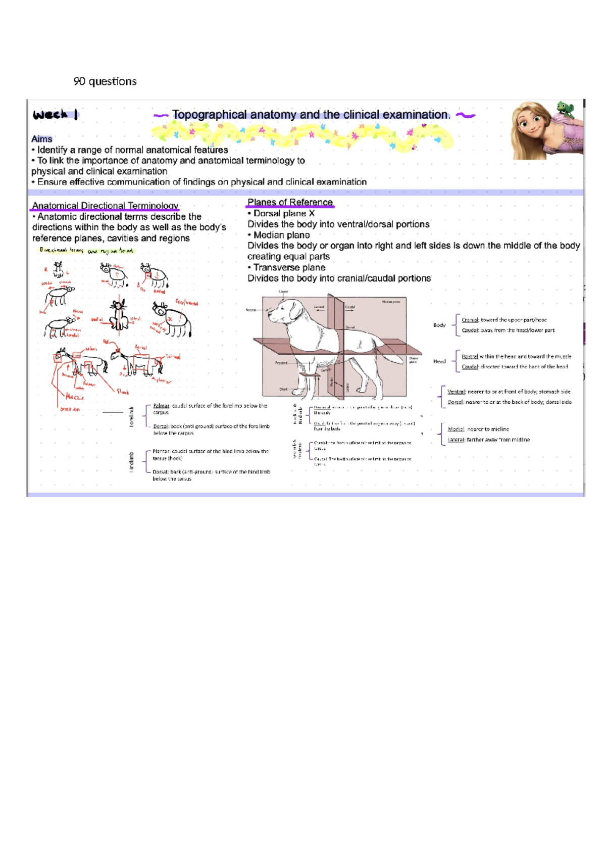 topographical anatomyy - VETS2001 - 90 questions - Studocu