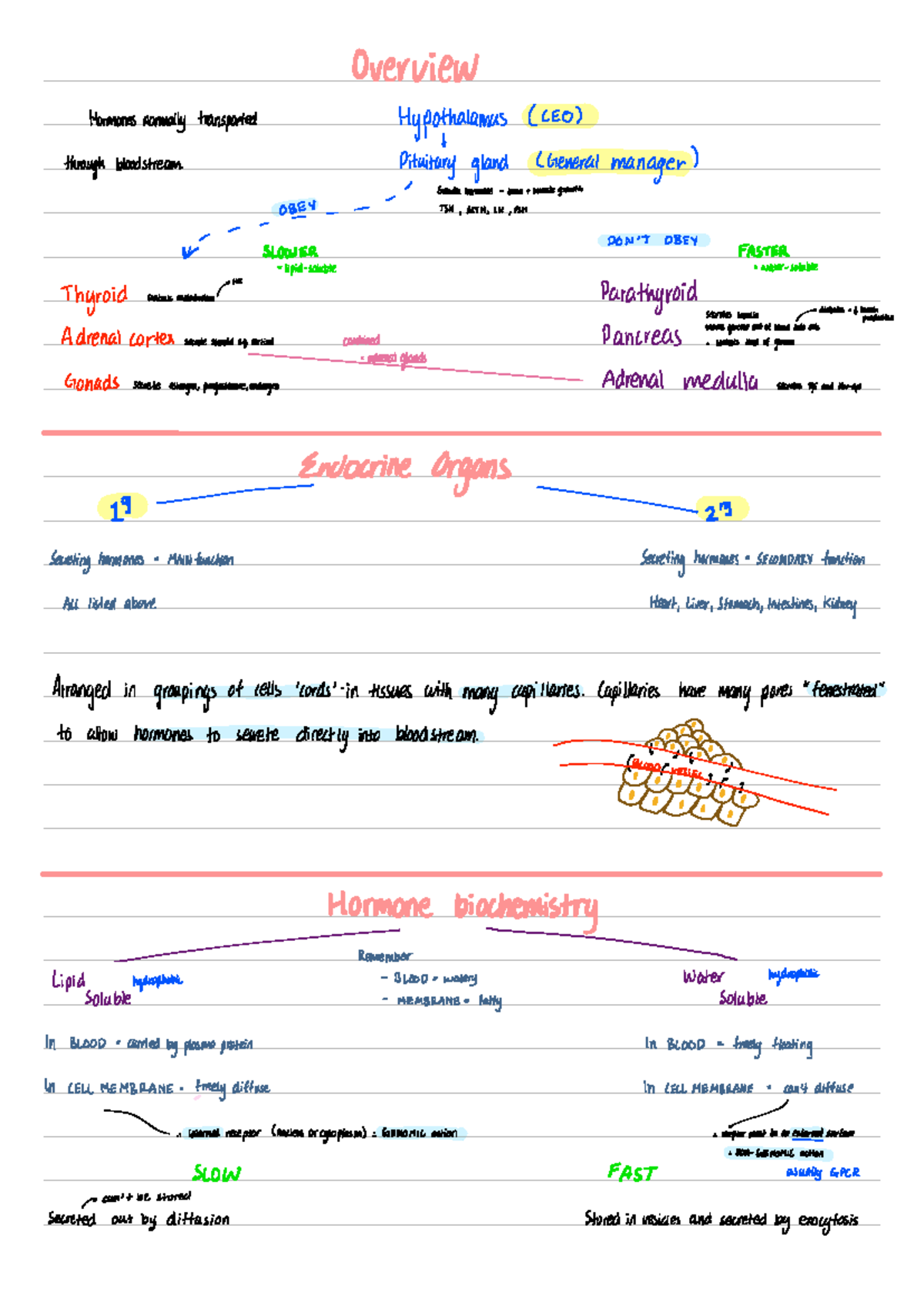 Endocrinology full topic notes - Overview Hormones normally transported ...
