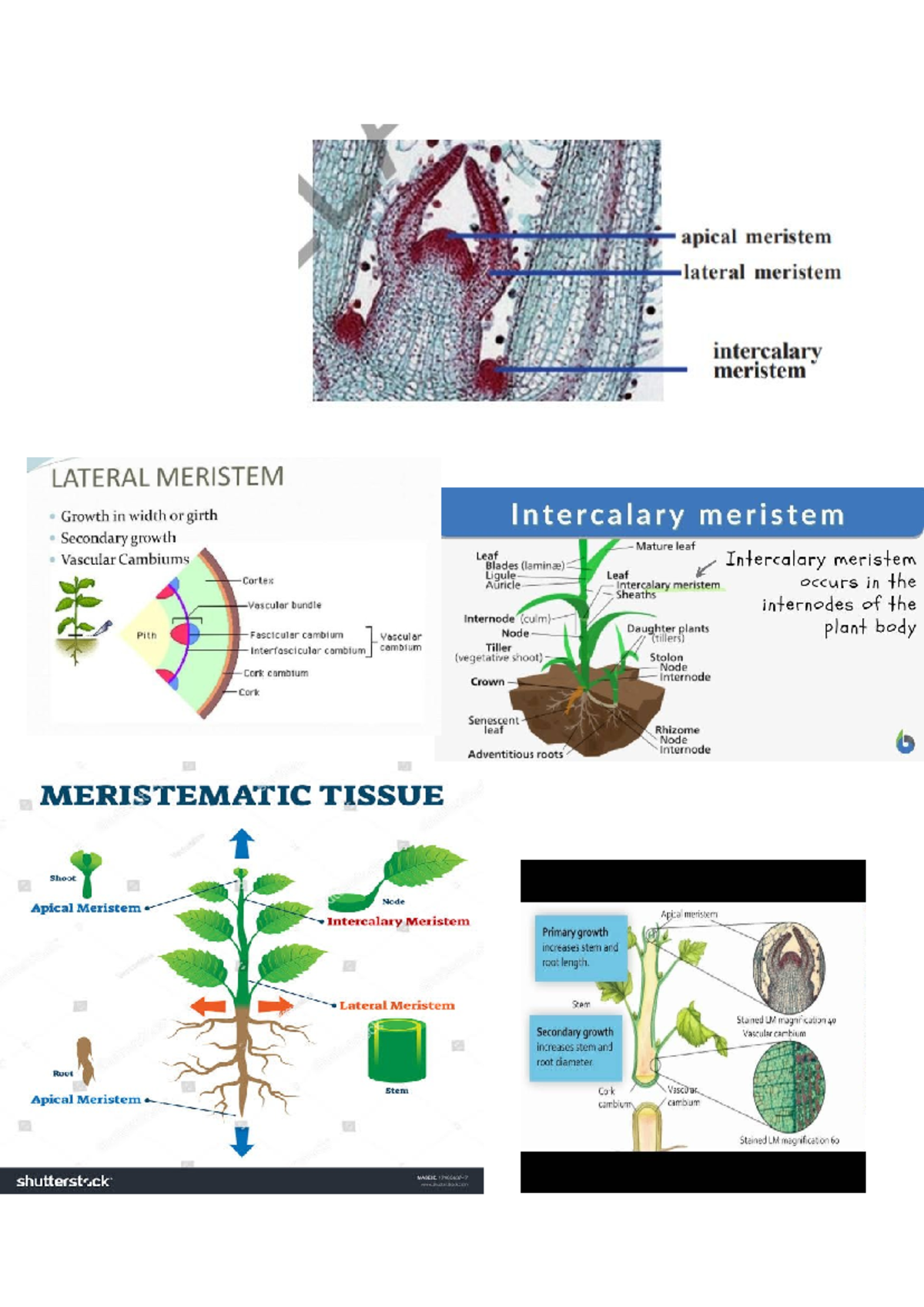 Meristamatic tissue - Lesson plan - apical meristem lateral meristem ...
