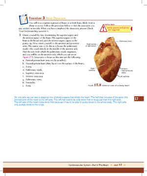 Chapter 18: Cardiovascular System: The Heart Quiz Questions Human ...