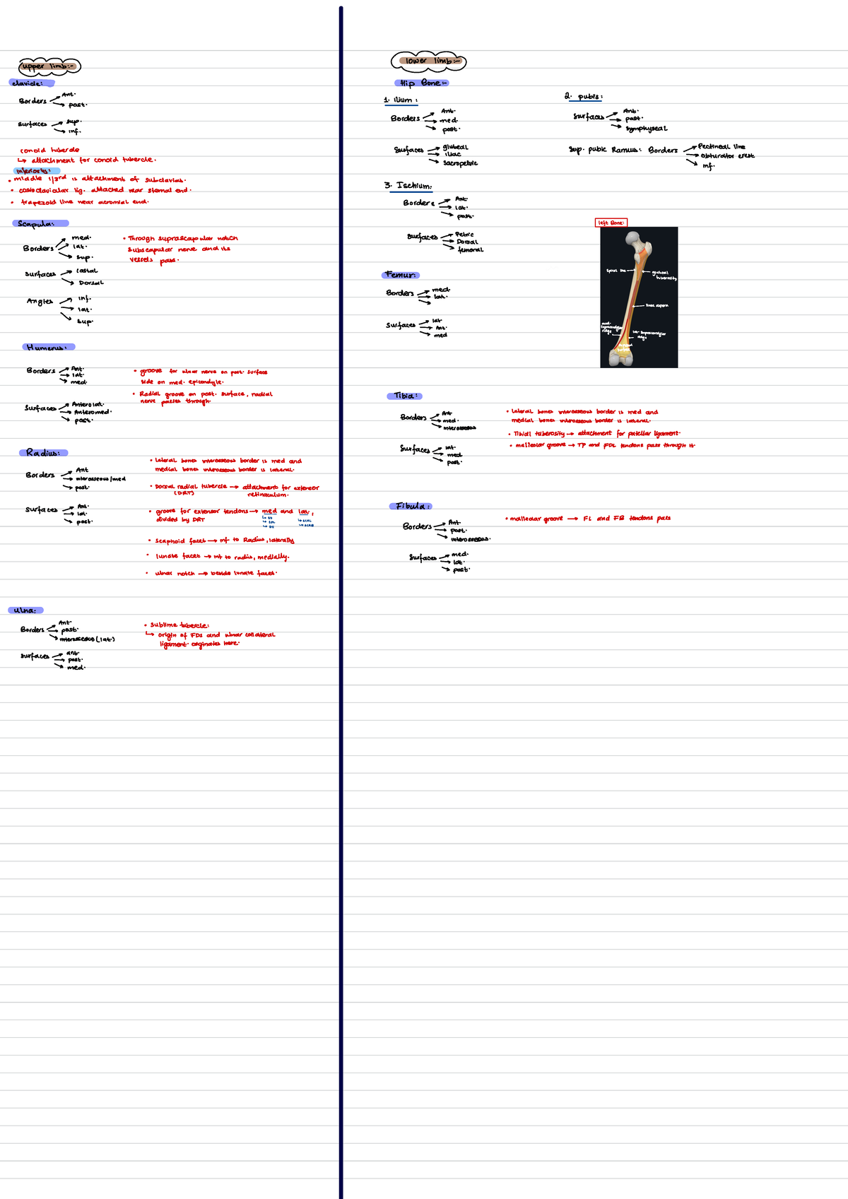 Untitled Notebook - Borders and surfaces of all upper limb and lower ...