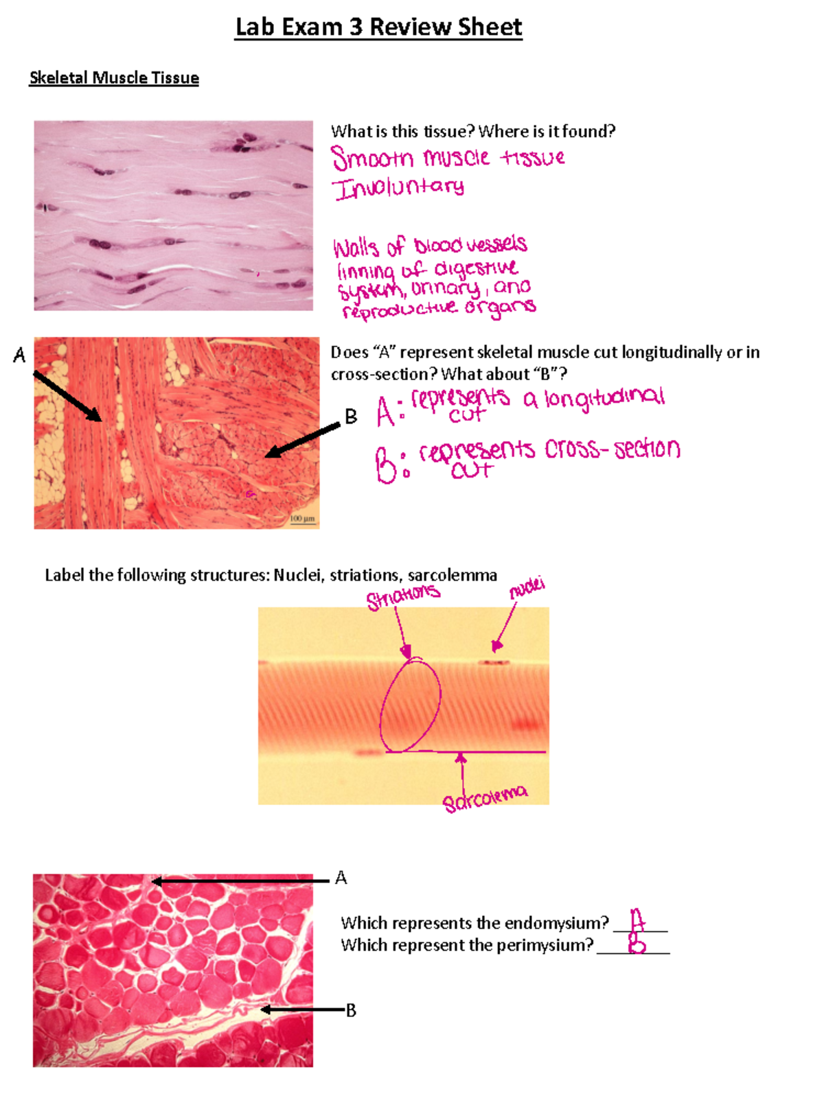 Lab Exam 3 Review Sheet - Study Guide - Lab Exam 3 Review Sheet What is ...