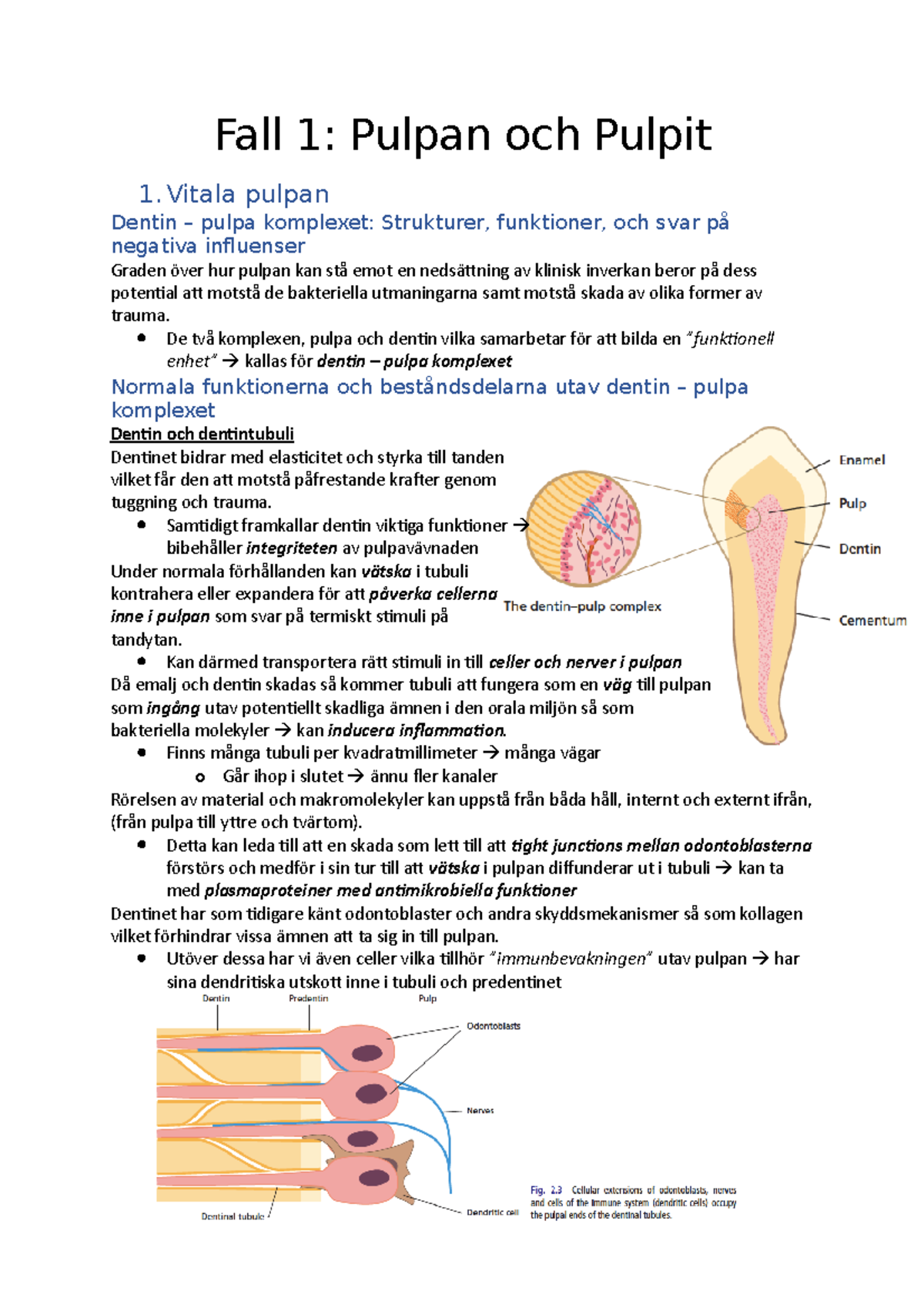 Fall 1 - Sammanfattning Endodoncia - Fall 1: Pulpan och Pulpit 1 pulpan ...