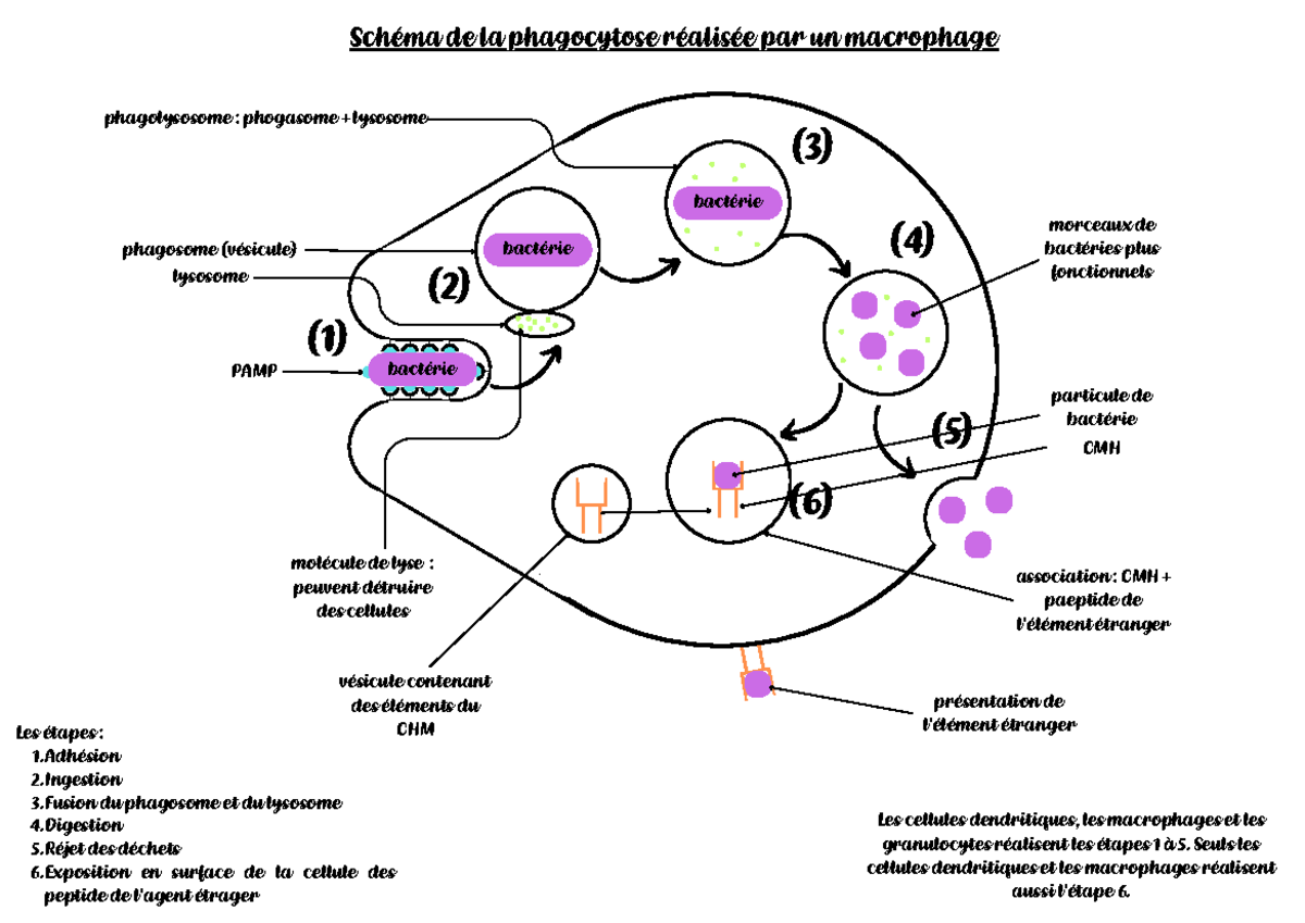 Schéma de la phagocytose réalisée par un macrophage - bactérie (1 ...