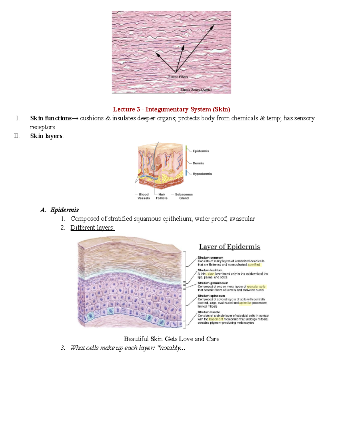 Anatomy Exam 1 Review pt2 - Lecture 3 - Integumentary System (Skin) I ...