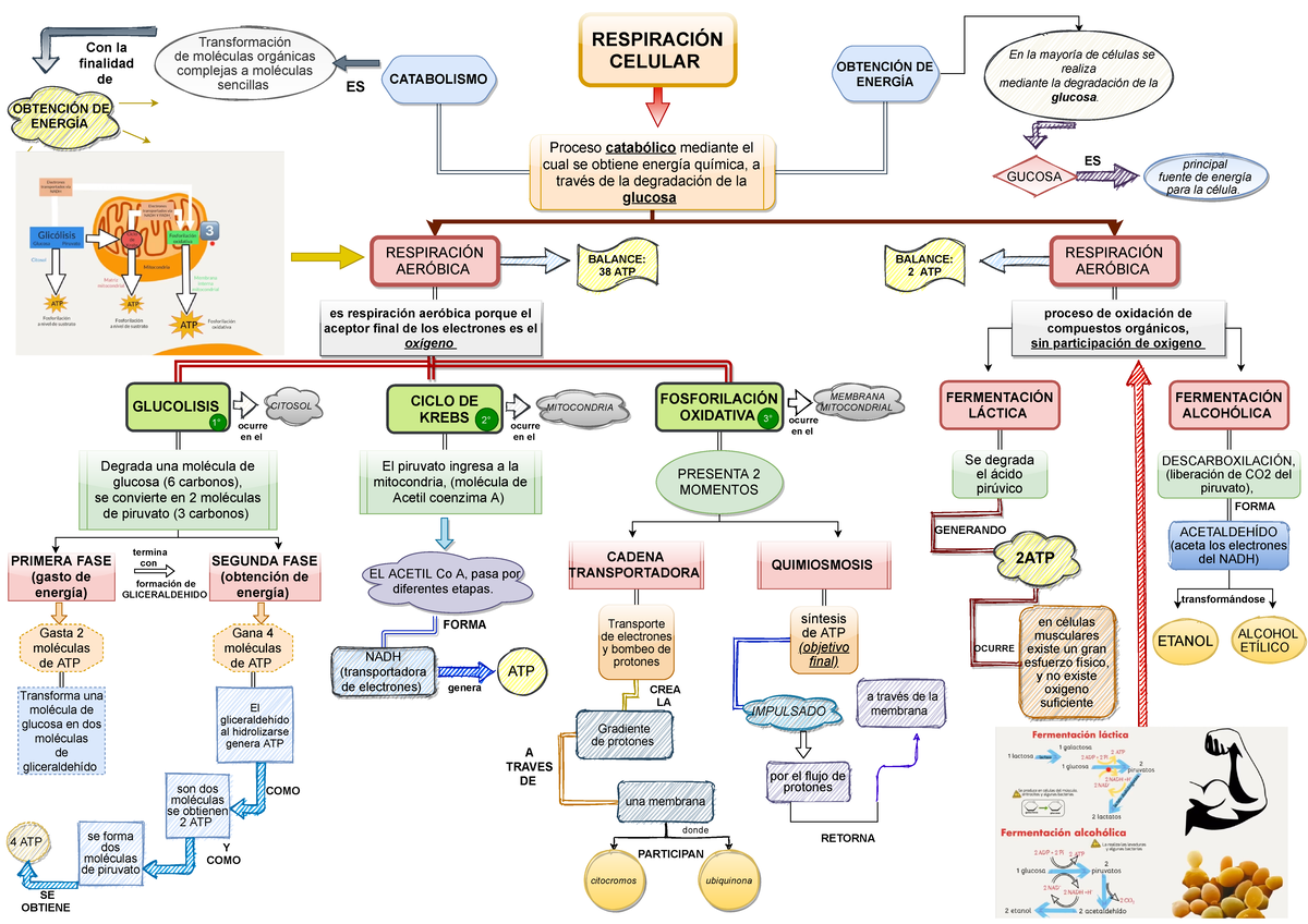 Ciclo Celular MAPA - mapa conceptual de l'cicle cel·lular - Bioquimica Basica - Transformación ...