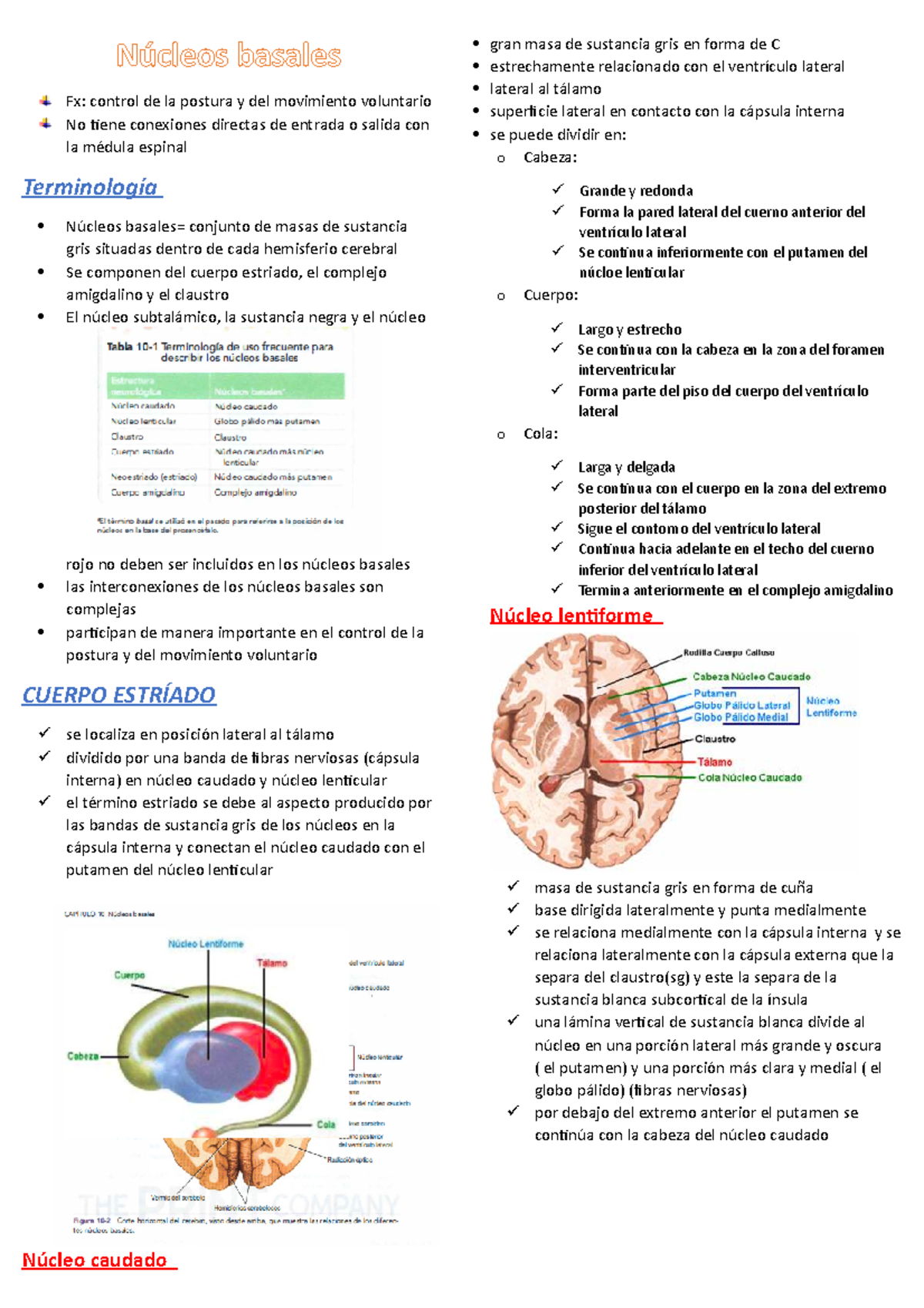 Núcleos basales neuroanatomia snell apuntes - Núcleos basales Fx ...