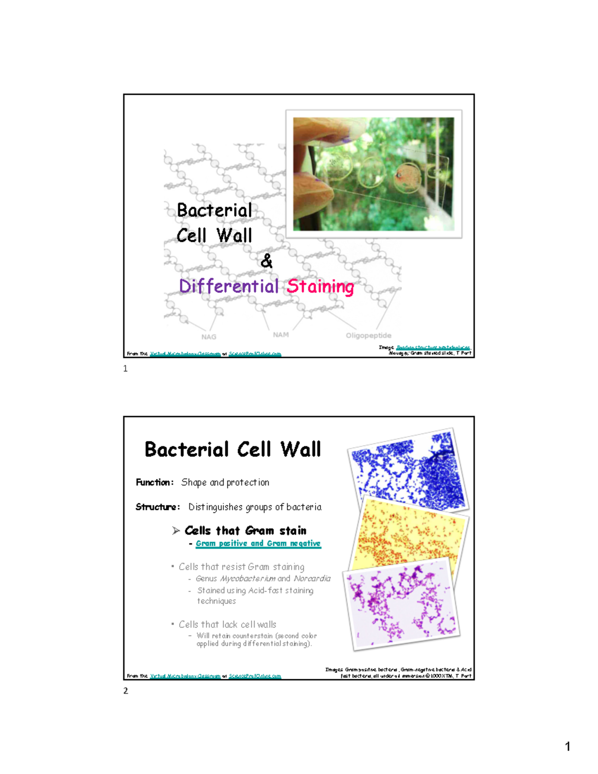 Chapter 6 Basic Microbiology - From the Virtual Microbiology ...