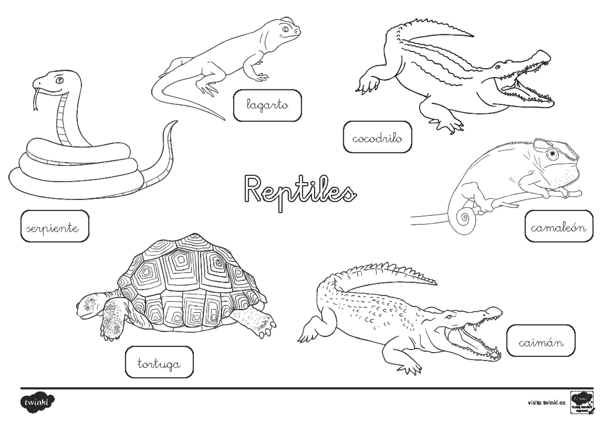 Hojas para colorear- grupos de animales - Ciencias ambientales ...