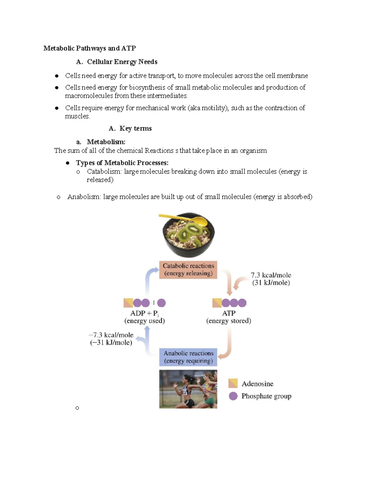 Metabolic Pathways and ATP - Cellular Energy Needs Cells need energy ...