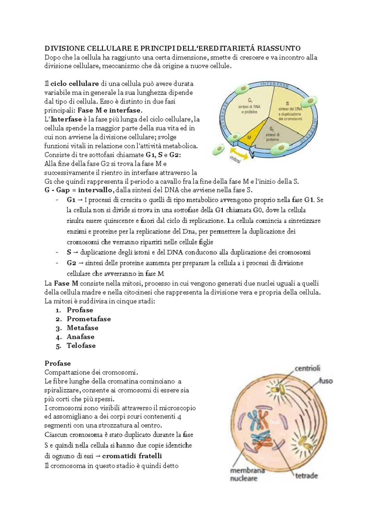 Divisione Cellulare E Principi DELL' Ereditarietá Riassunto - DIVISIONE CELLULARE E PRINCIPI ...